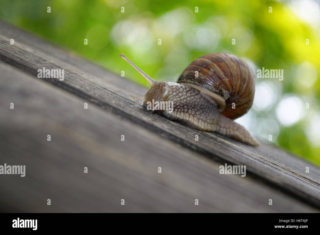 Invertebrates hi-res stock photography and images - Alamy