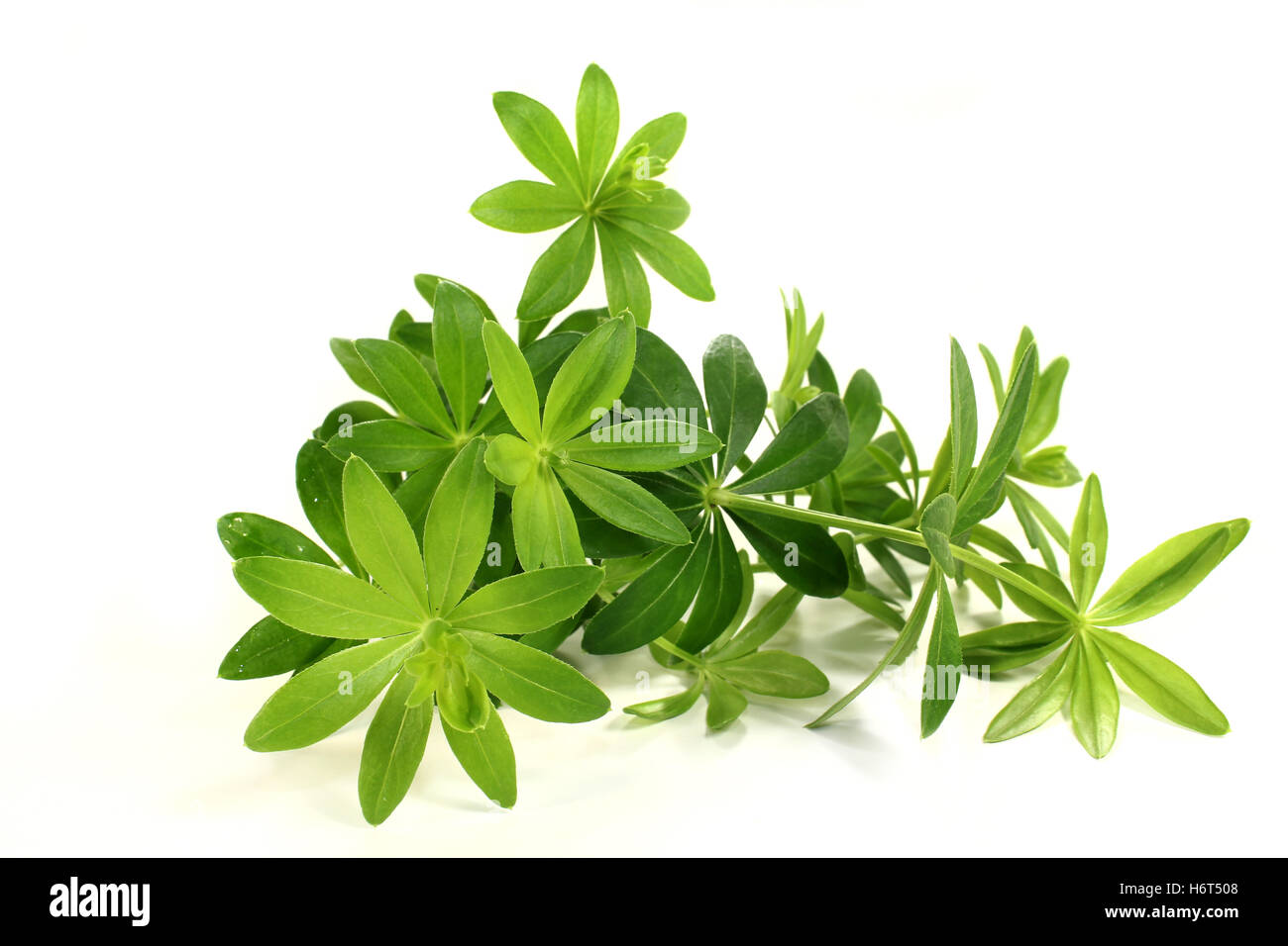 Woodruff plants hi-res stock photography and images - Alamy