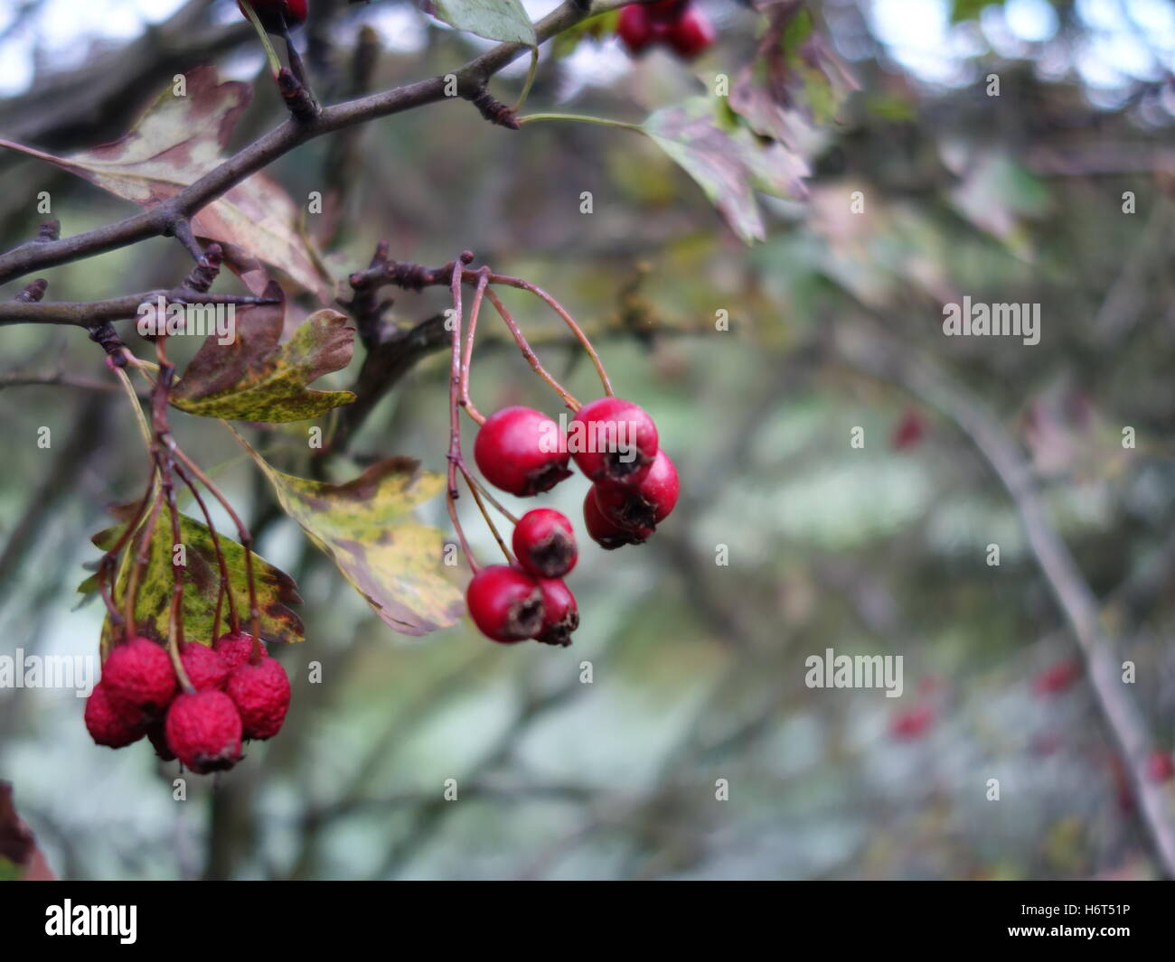 Berries hi res hi-res stock photography and images - Alamy