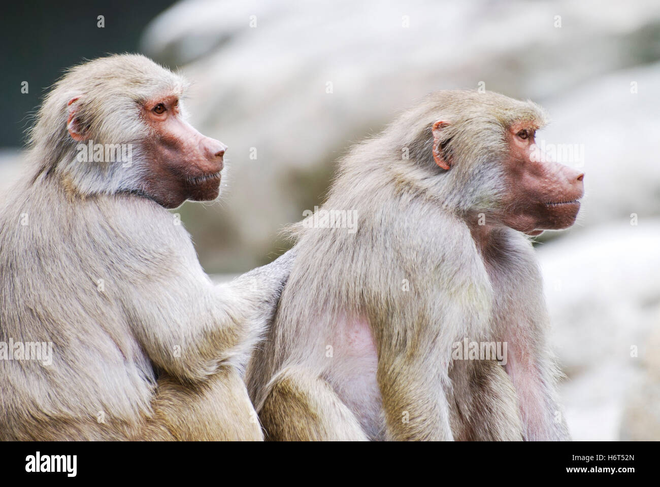 animal mammal wild africa monkey fur wildlife African baboon couple ...