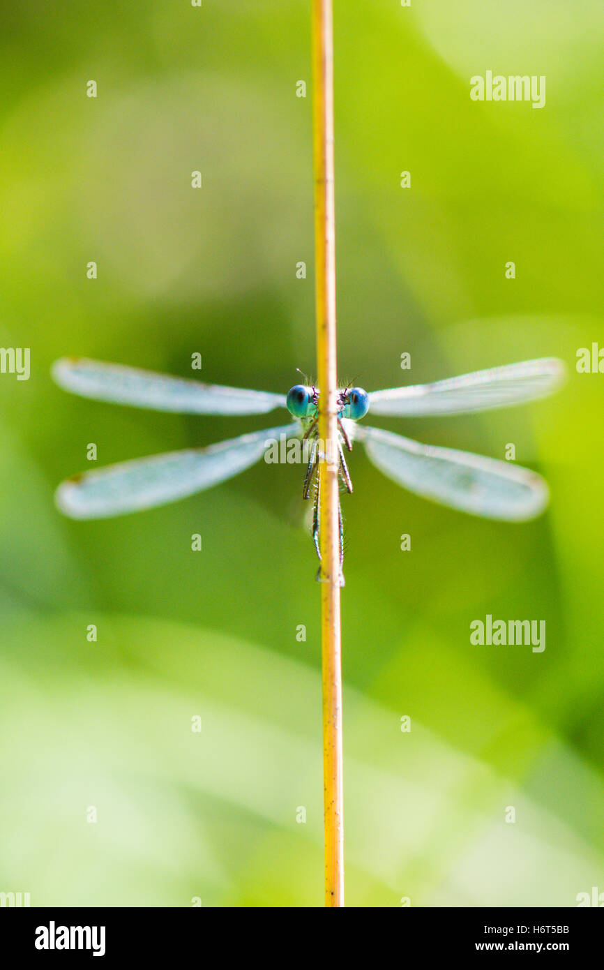 eyes of Emerald Damselfly, Lestes sponsa. Hampshire, UK. August Stock ...