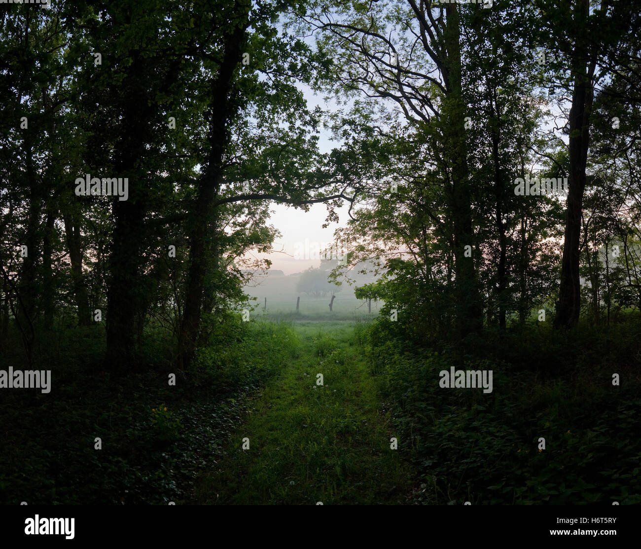 environment, enviroment, tree, trees, night, nighttime, fog, sunrise ...