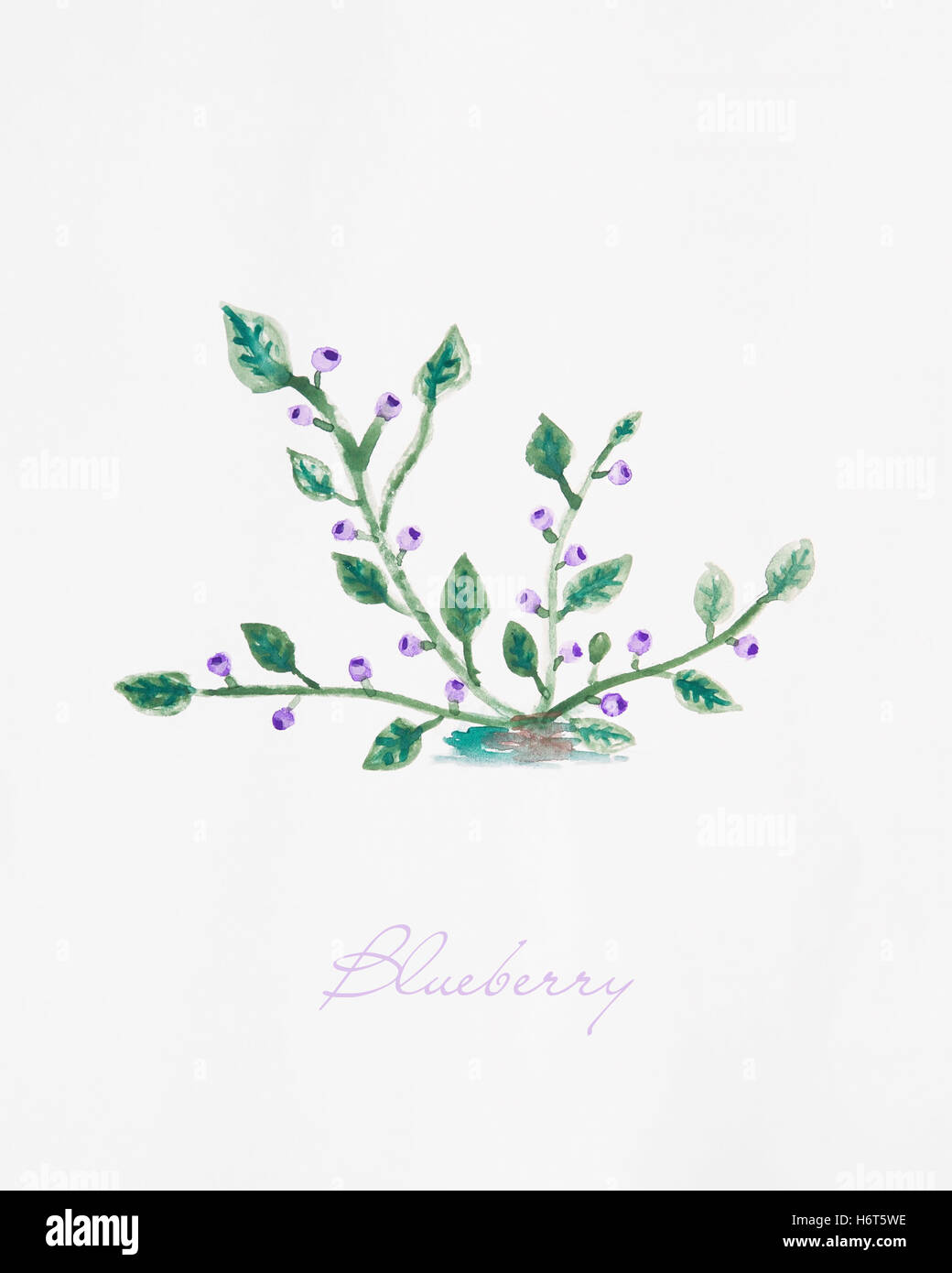 Blueberry bush with blueberry fruits watercolor drawing illustration ...