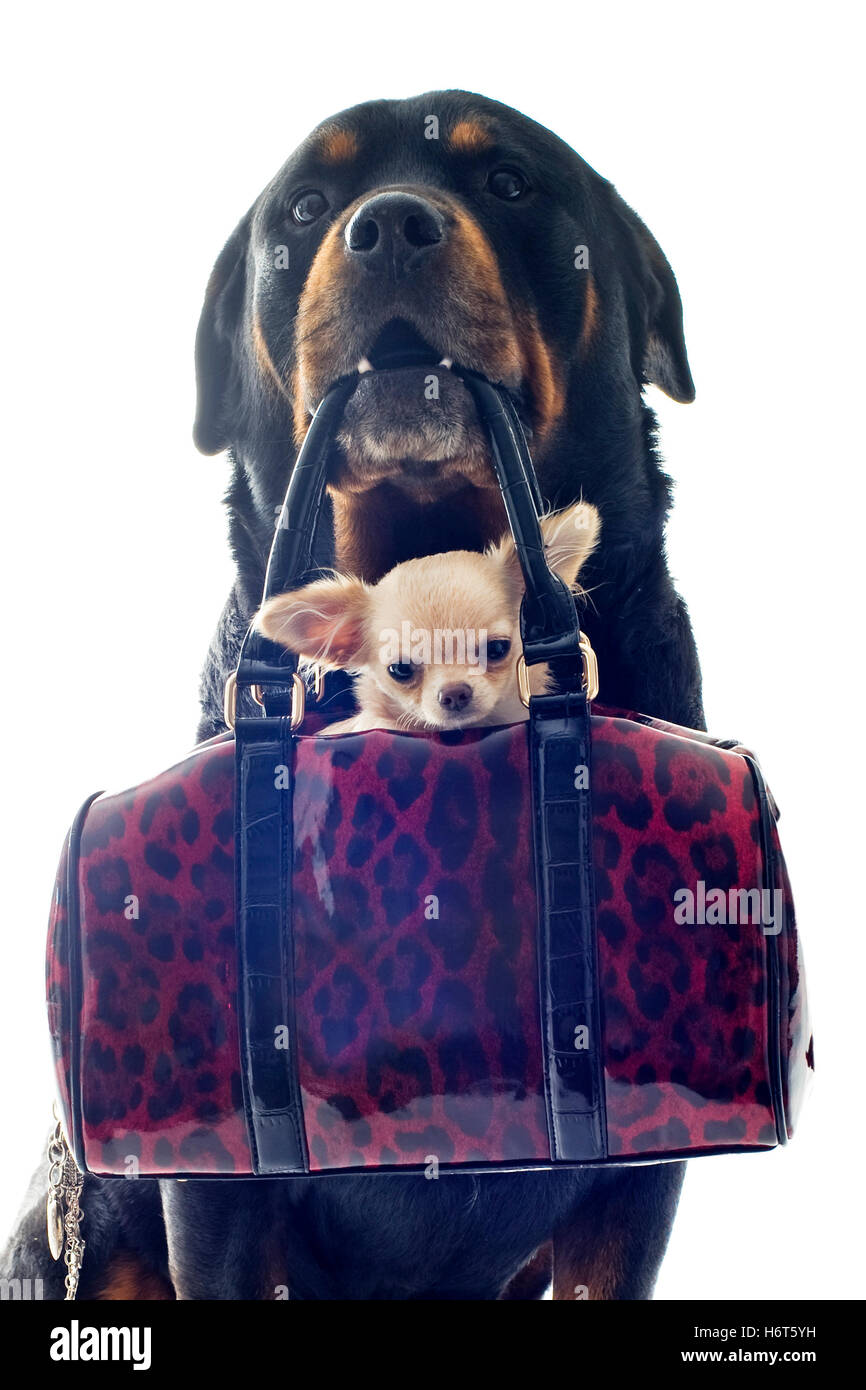 dog, puppy, possession, holding, rottweiler, carry, wear, bag ...
