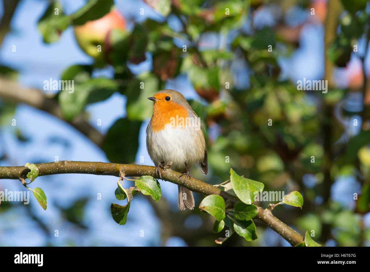 August tree leaves hi-res stock photography and images - Alamy
