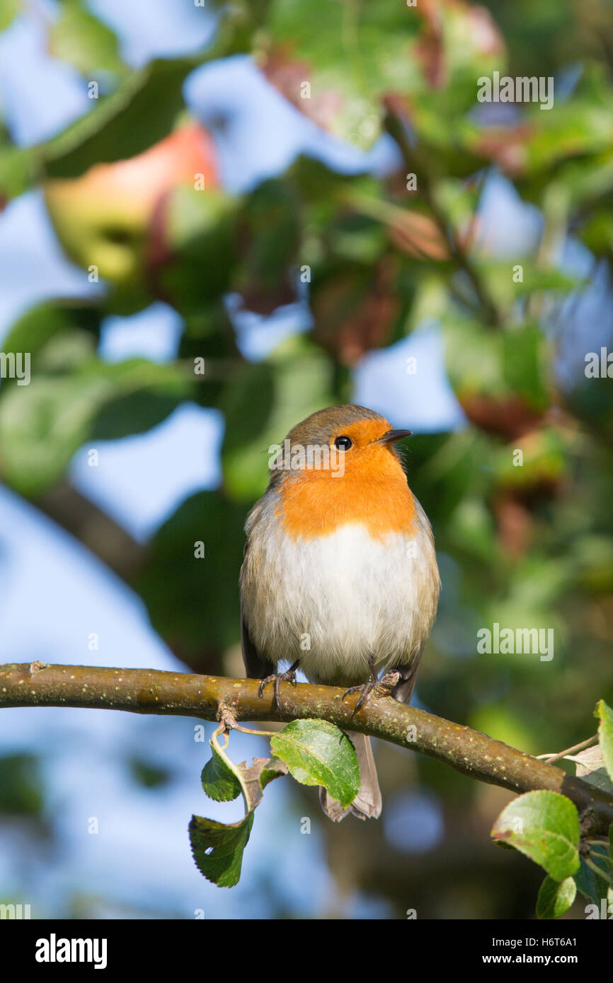 Robin, Erithacus rubecula, August, Sussex, UK. Apple tree Stock Photo ...
