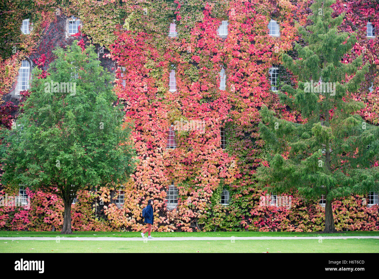 The largest wall of Boston Ivy in Britain in a blaze of red on Tuesday ...