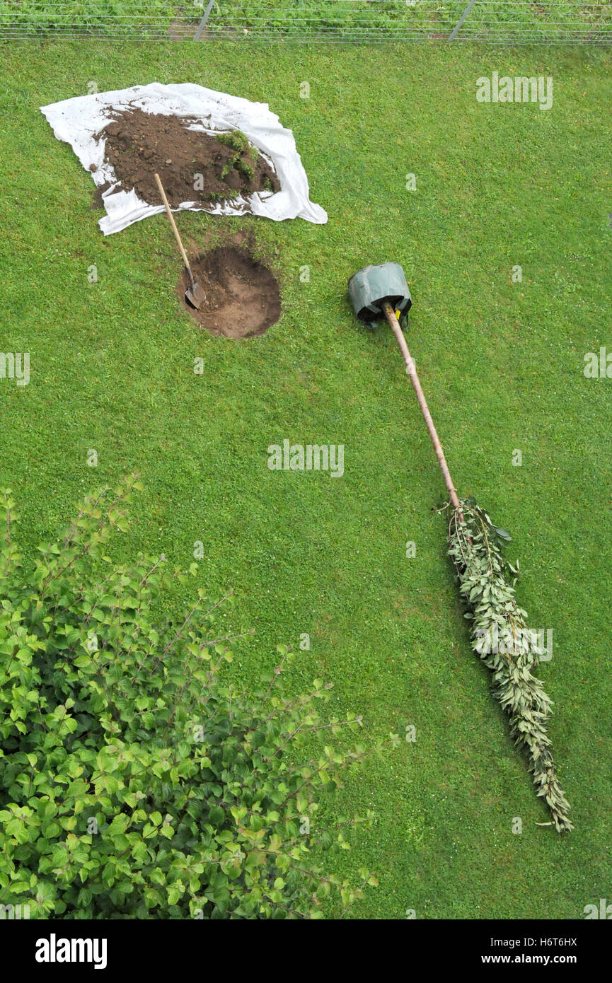 tree, plantation, cultivate, plant, implant, tree, garden, plant ...