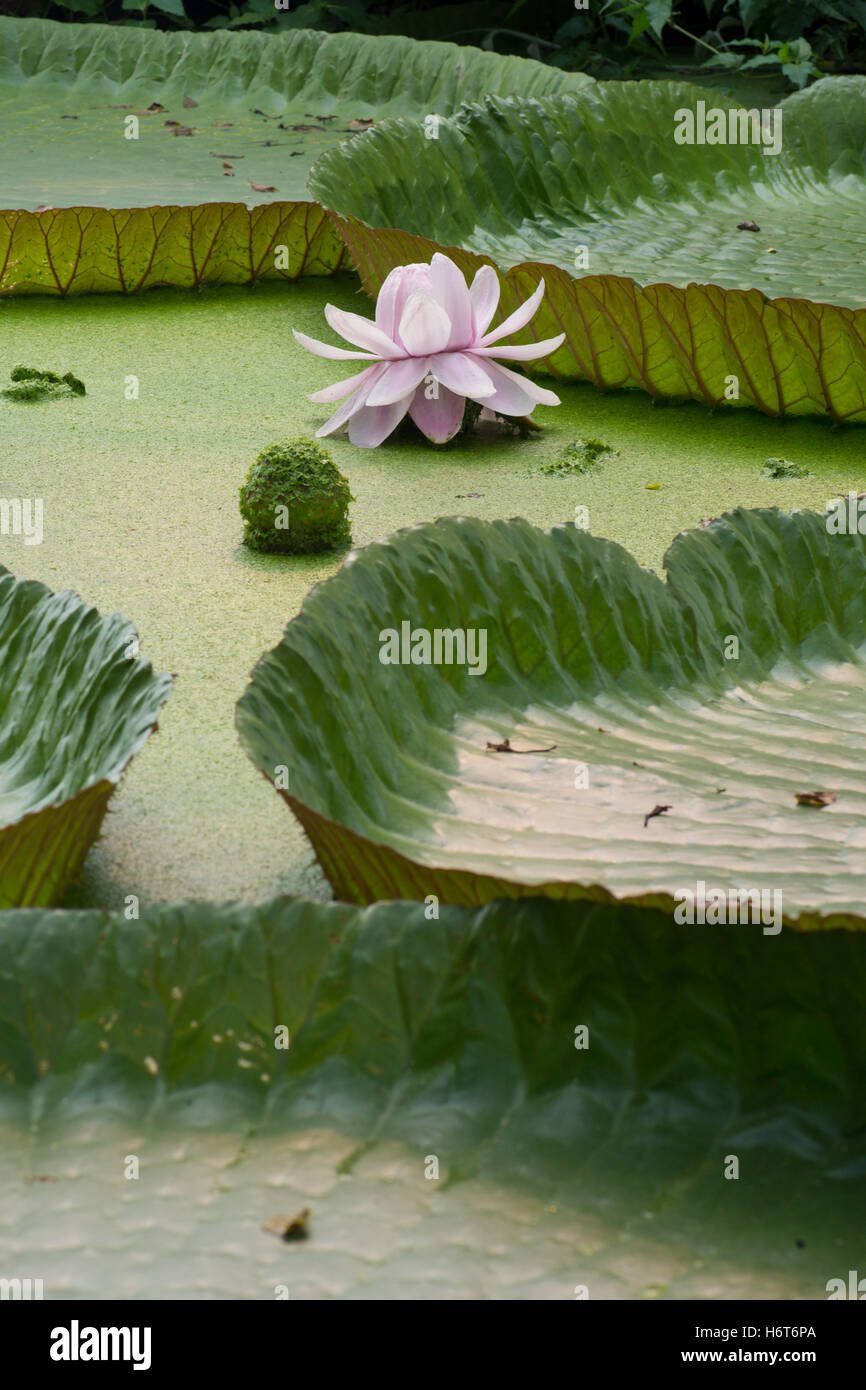 Giant waterlily hi-res stock photography and images - Alamy
