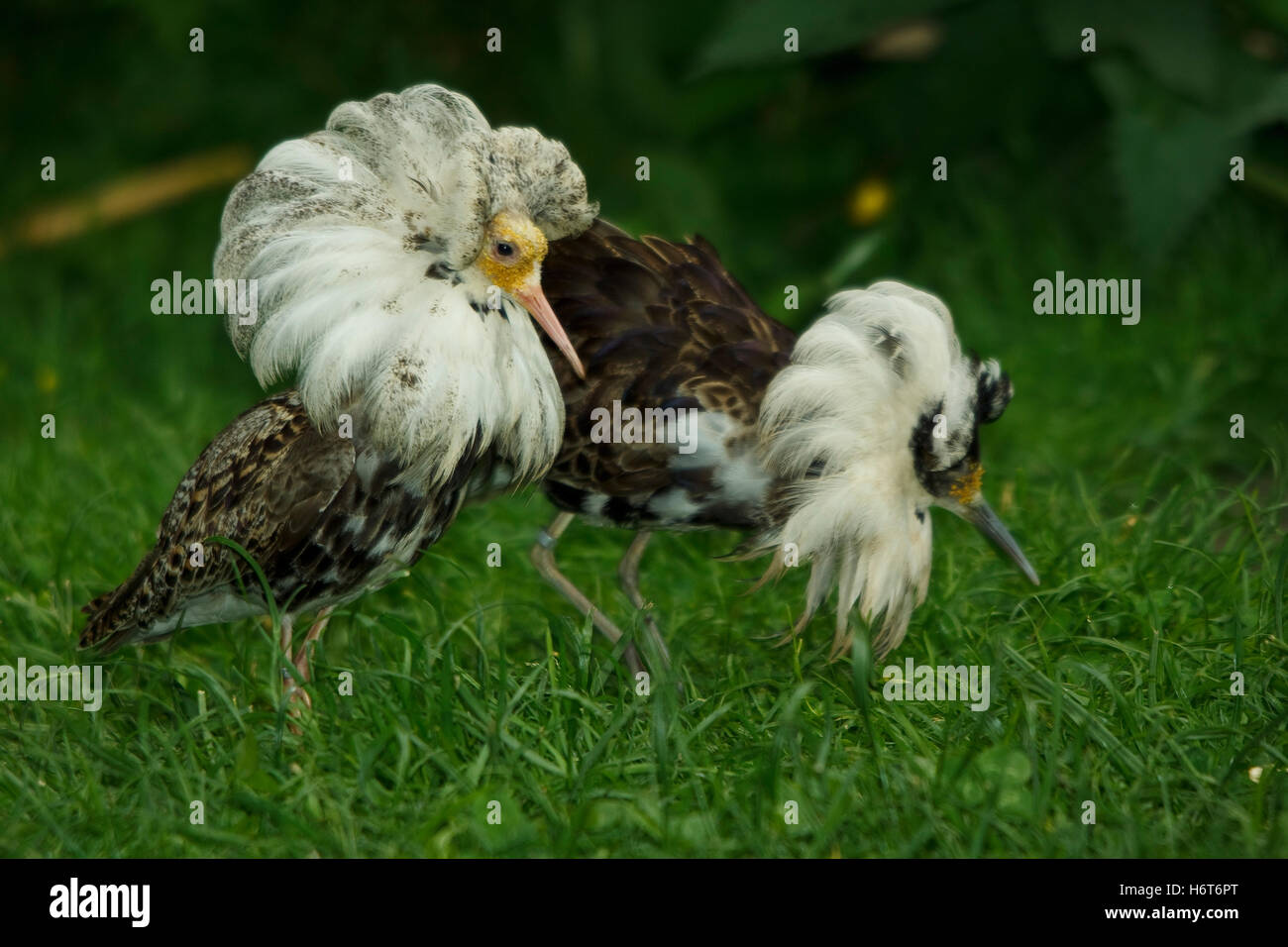 fight, bird, birds, fen, fight, fighting, bird, fauna, birds, fen, watt ...