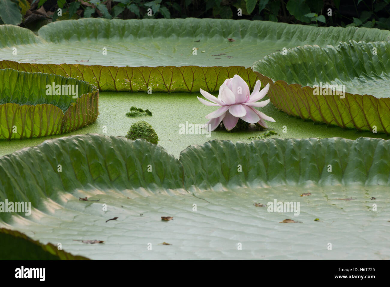 Victoria amazonica flower hi-res stock photography and images - Alamy
