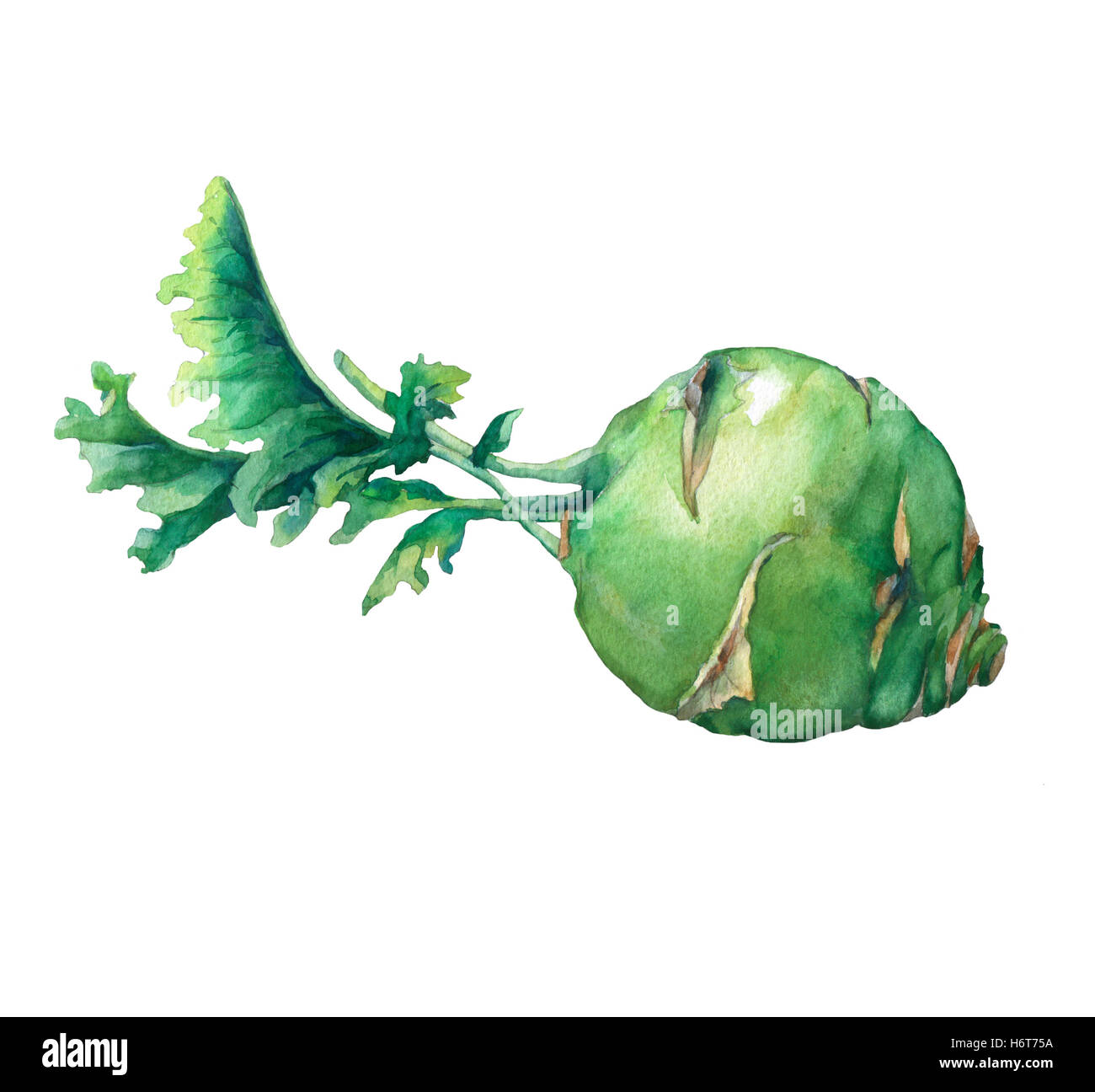 Kohlrabi drawing hi-res stock photography and images - Alamy