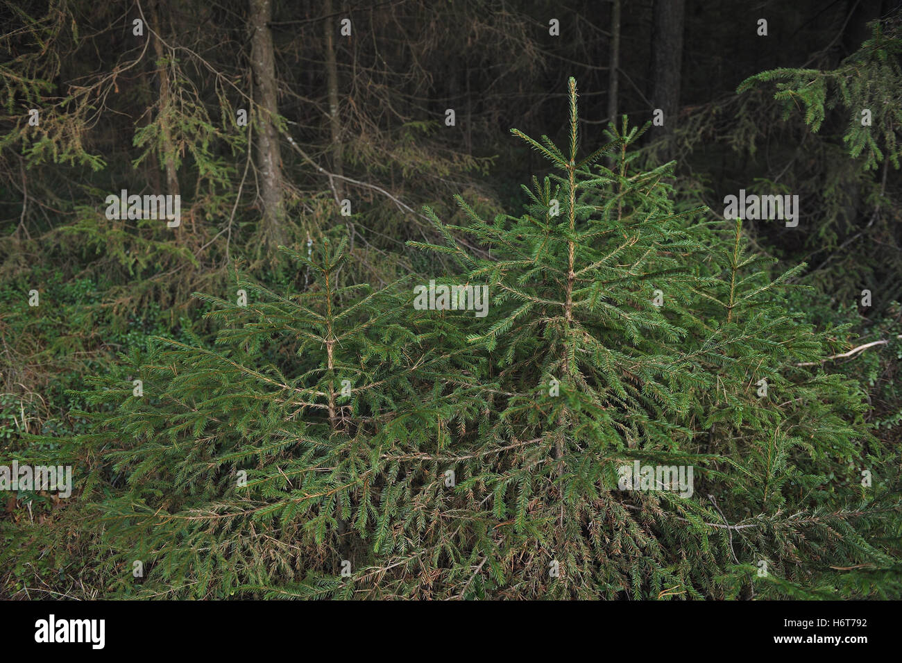 Taiga autumn hi-res stock photography and images - Alamy