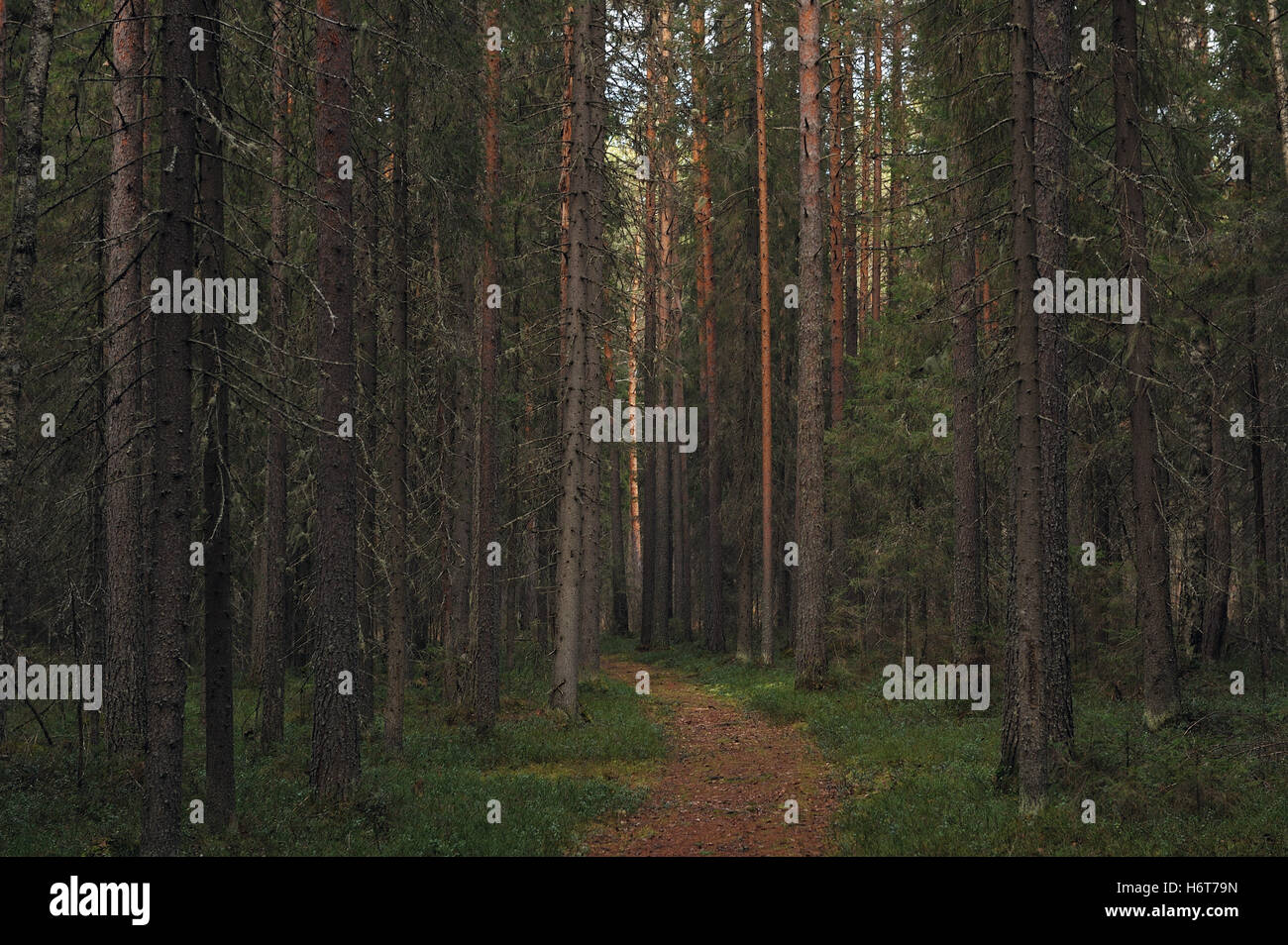 Landscape view. Path deep in forest Stock Photo - Alamy