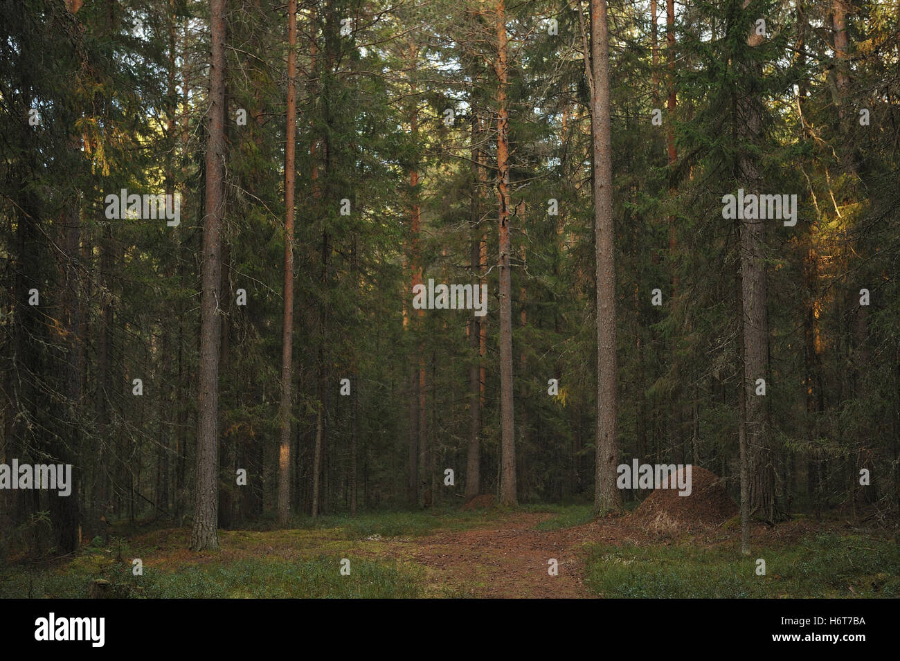 Landscape view. Path deep in forest Stock Photo - Alamy