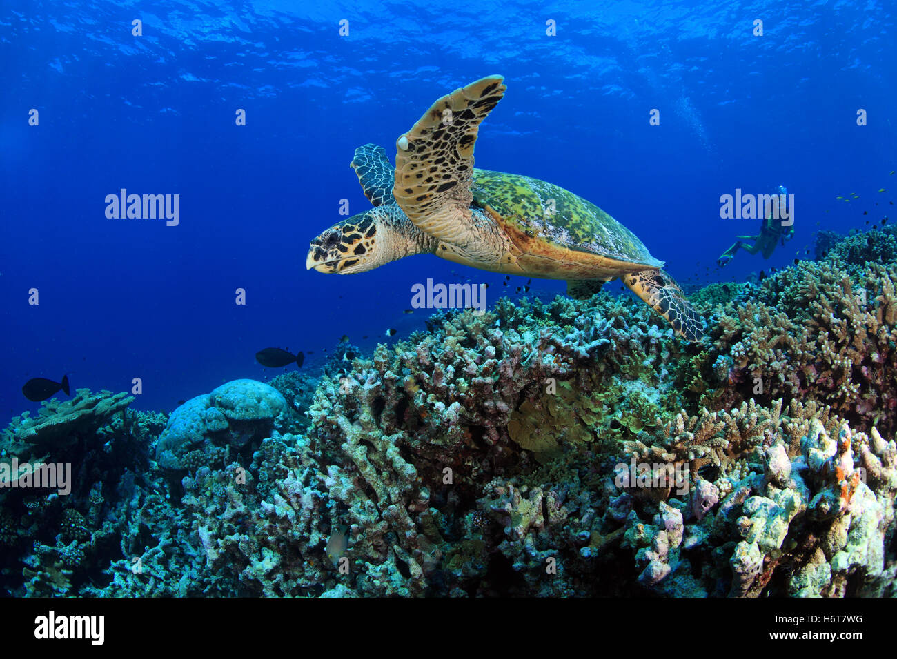 reptile, underwater, salt water, sea, ocean, water, turtle, tortoise ...