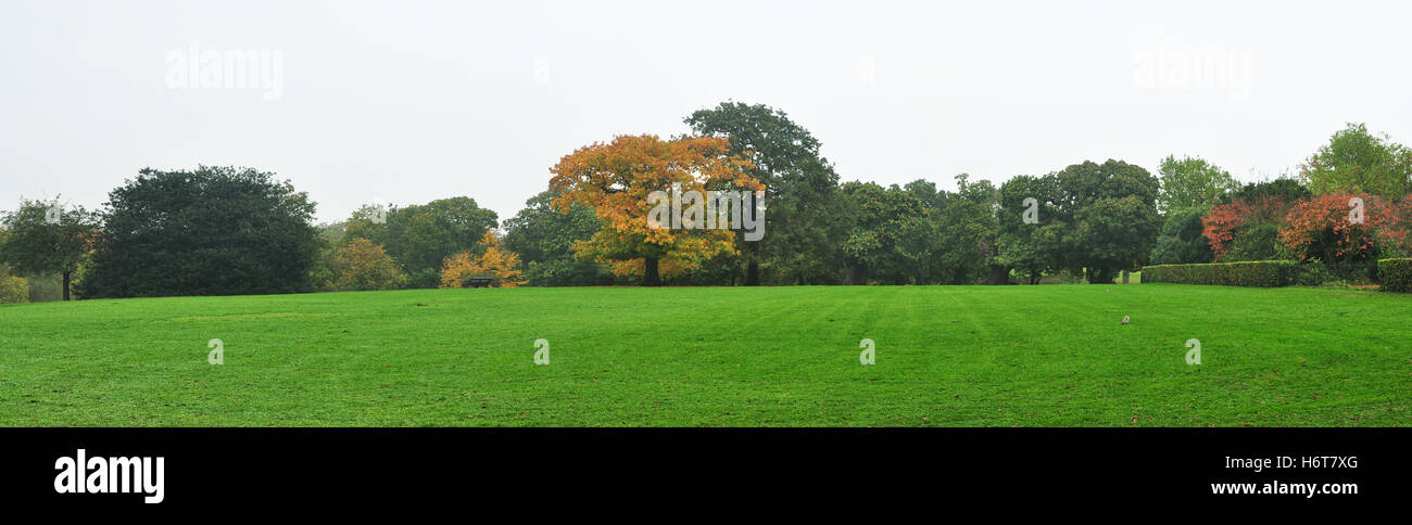 London garden tree hi-res stock photography and images - Alamy