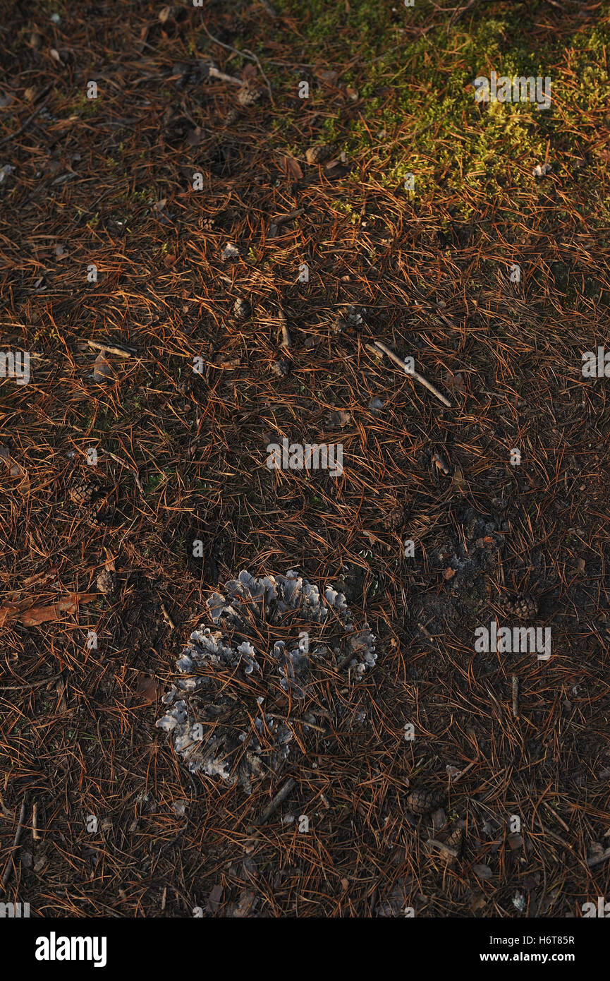 Green lichen forest ground hi-res stock photography and images - Alamy