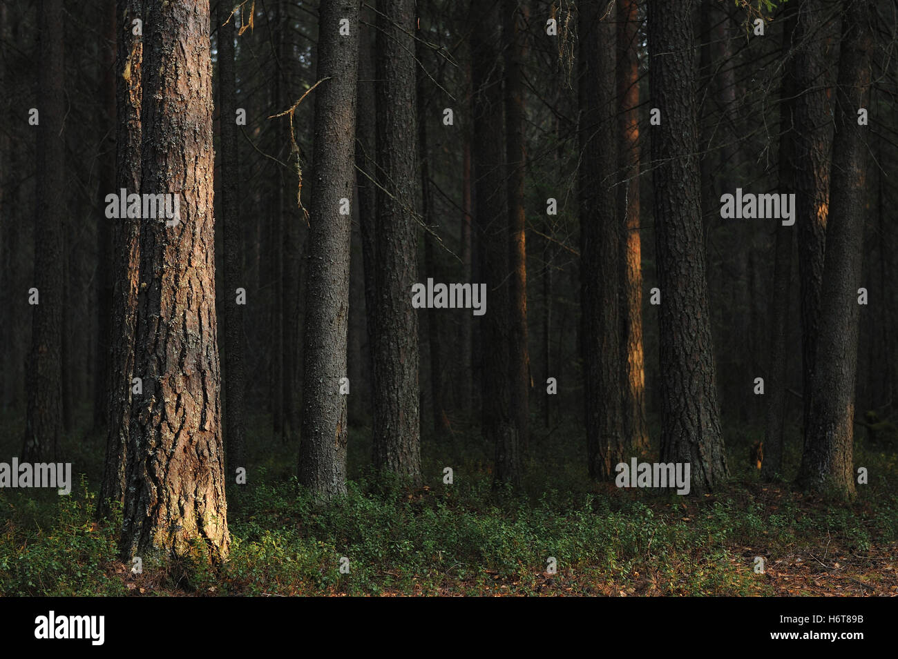 Taiga forest hi-res stock photography and images - Alamy