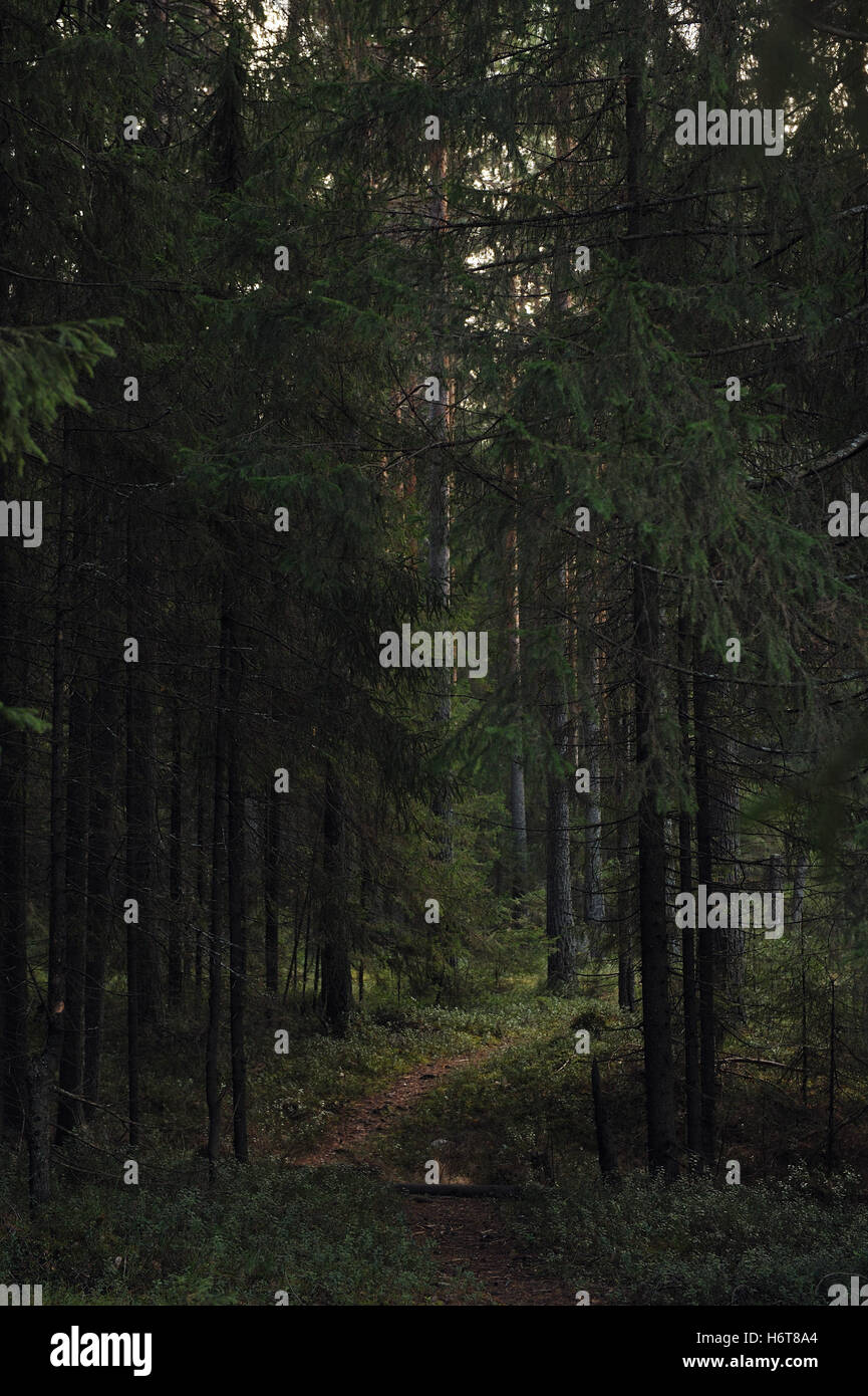 Landscape view. Path deep in forest Stock Photo - Alamy