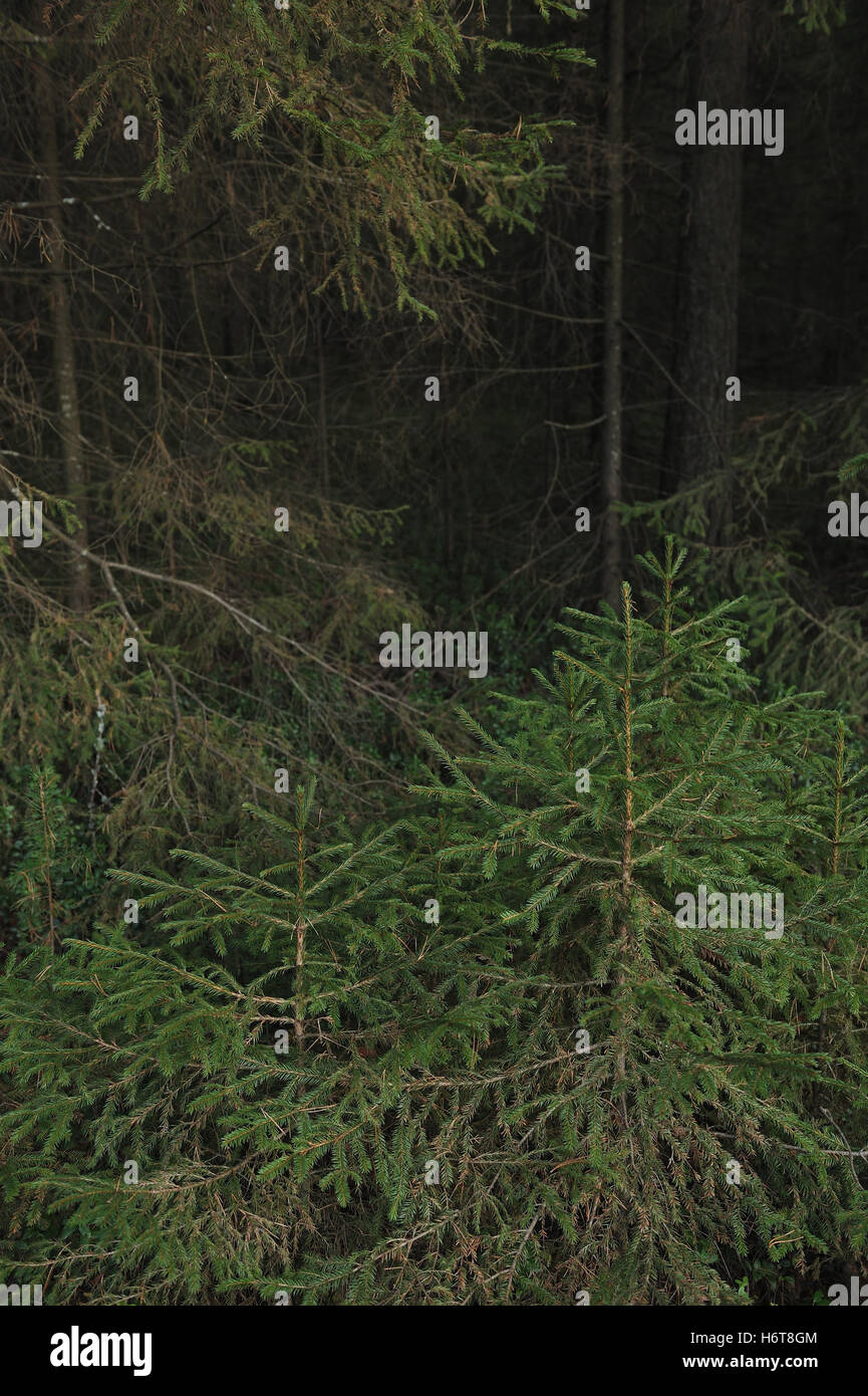 Close up of little fir trees in taiga forest Stock Photo - Alamy