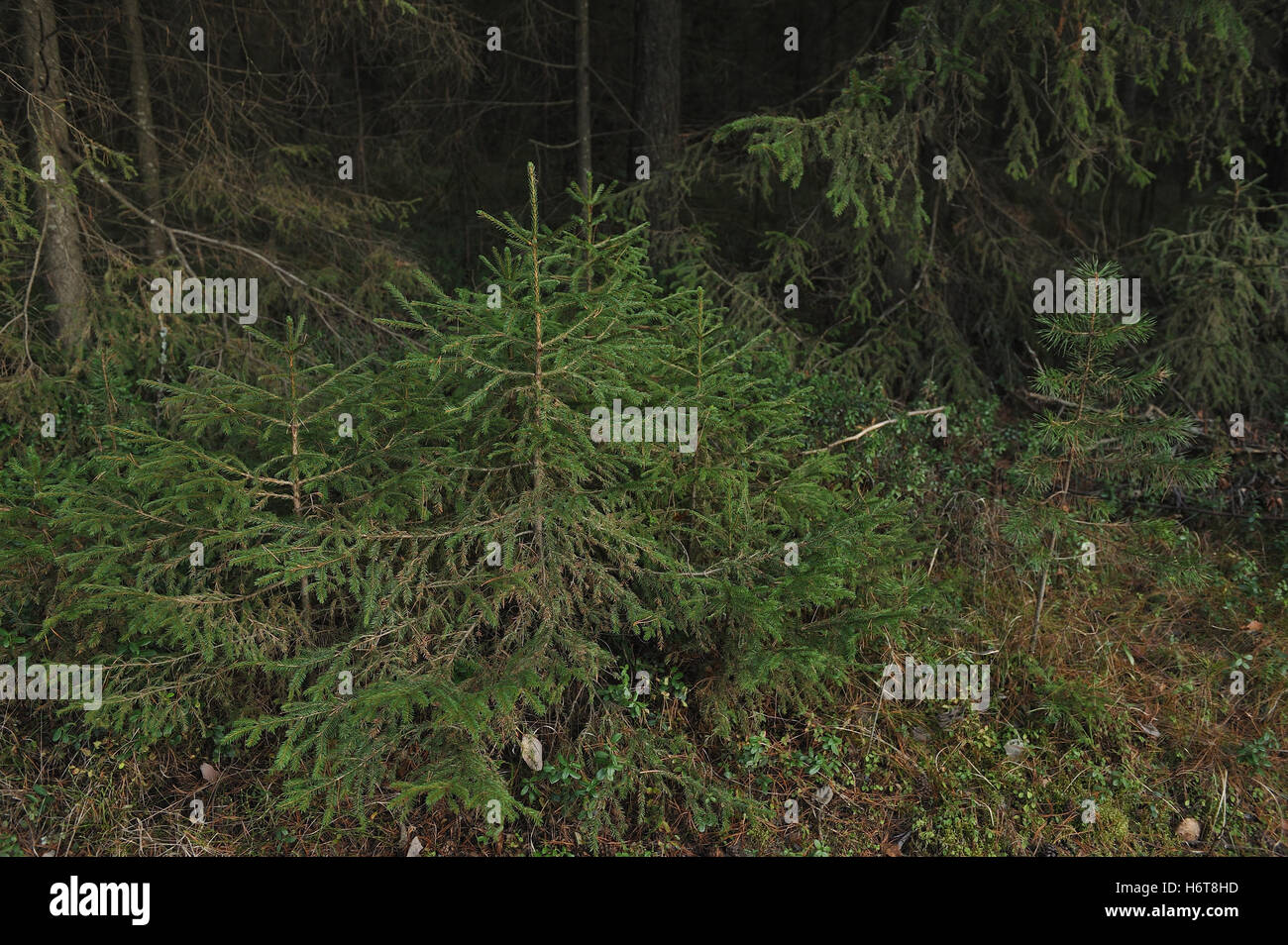 Taiga fall color hi-res stock photography and images - Alamy