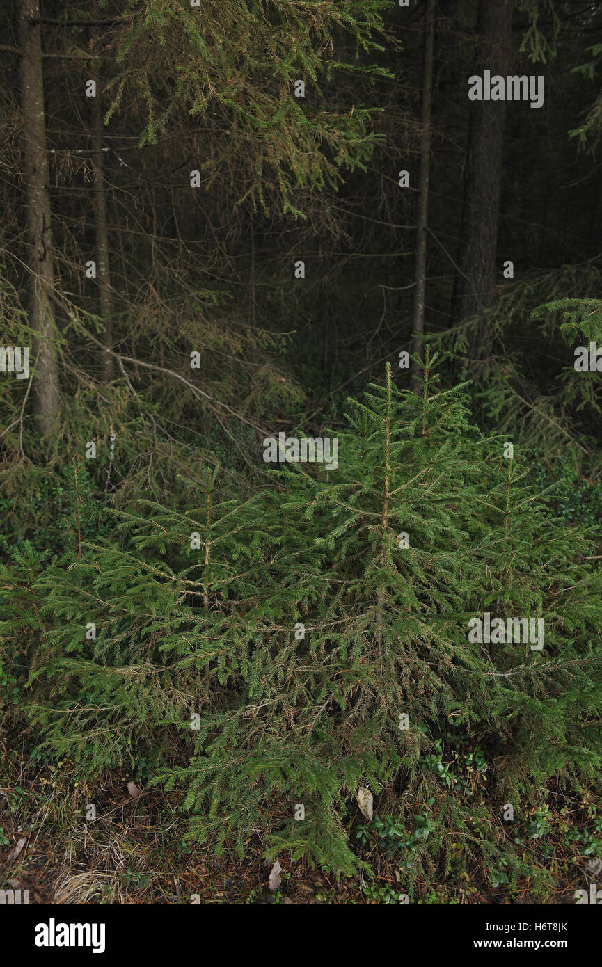 Close up of little fir trees in taiga forest Stock Photo - Alamy