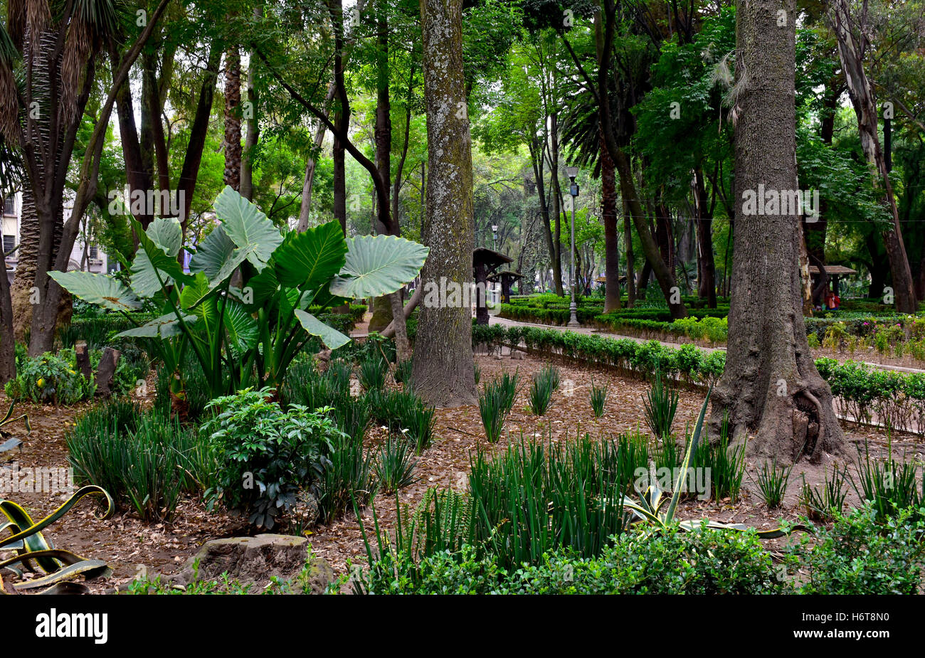 Parque Mexico in the Condesa neighborhood of Mexico City, Mexico Stock ...