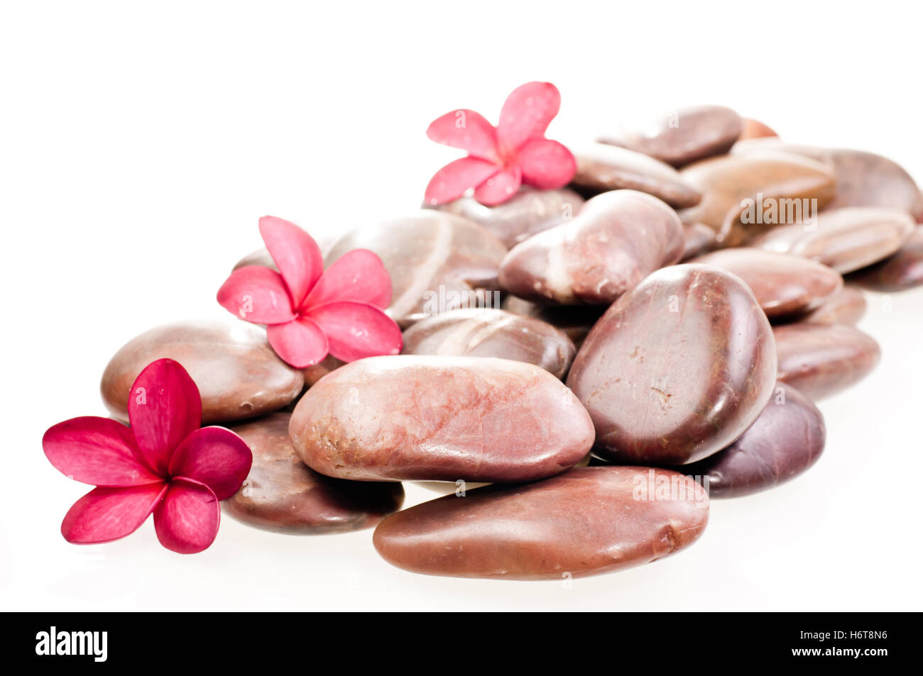 isolated, stone, flower, plant, rock, peace, spa, mineral spring ...