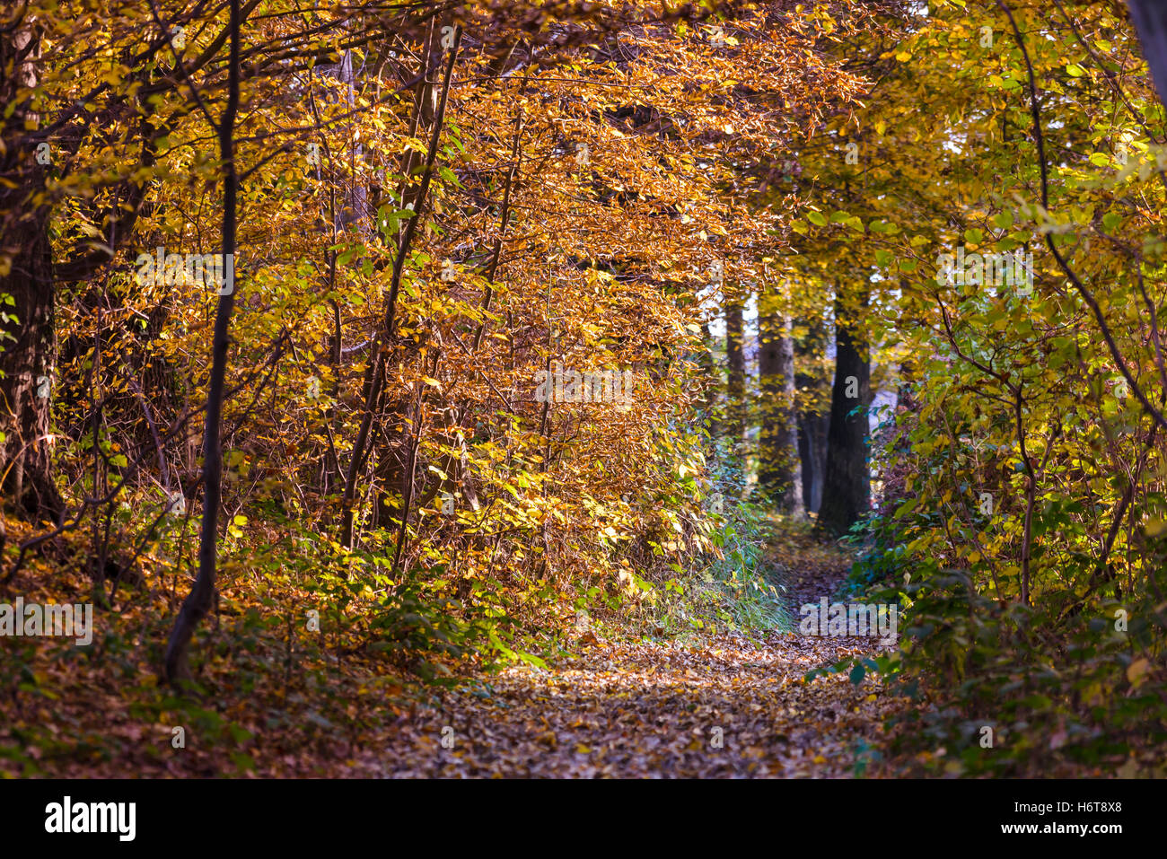 Tree yellow autumn leaves fills hi-res stock photography and images - Alamy