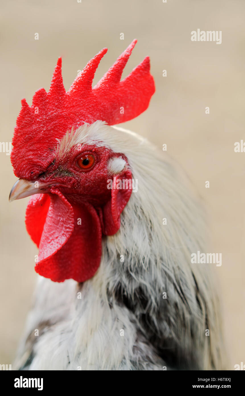 animal, beak, poultry, crest, red, cock, rooster, proud, pride, animal ...