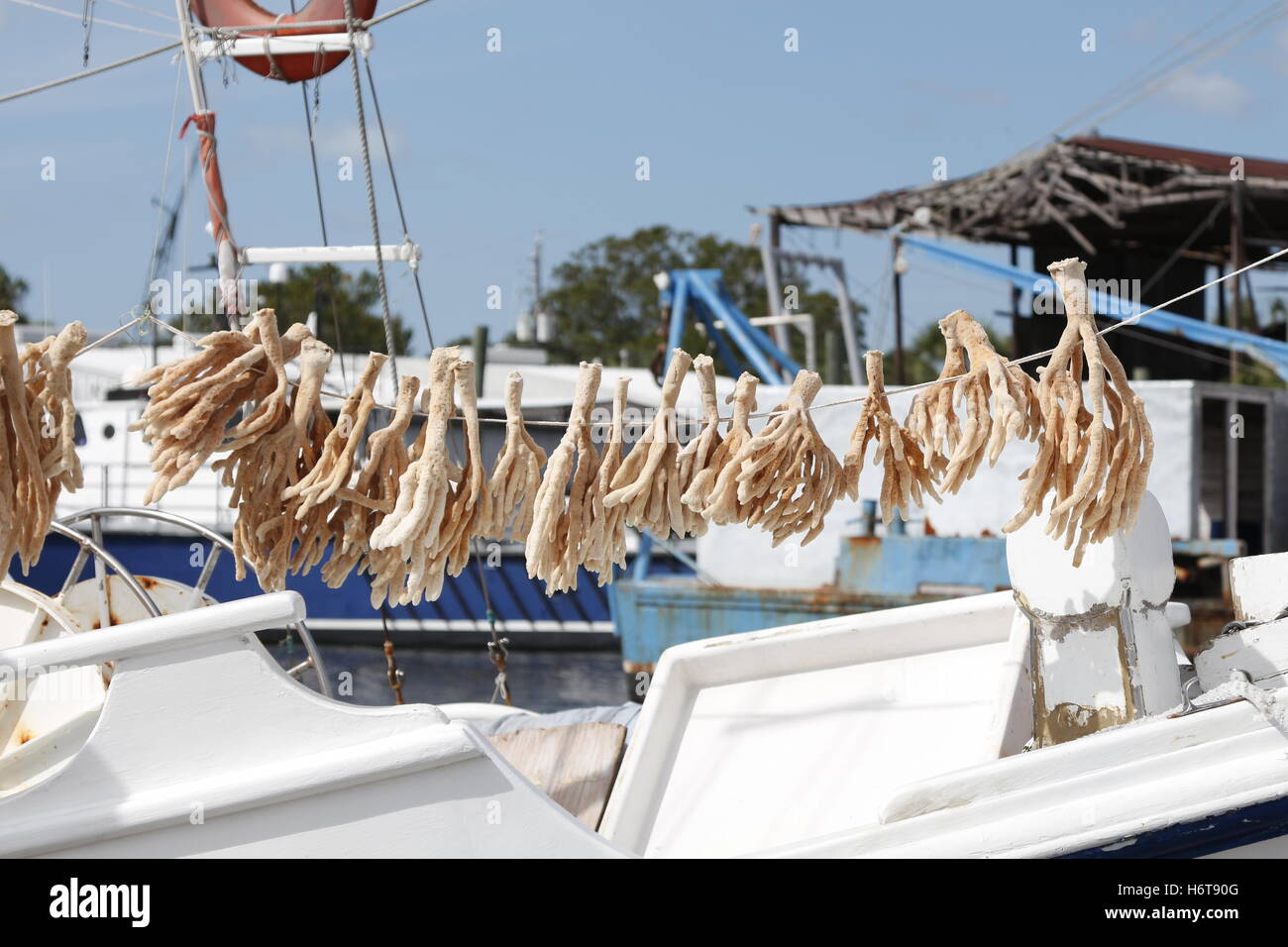 Sponges hanging to dry on the bow of a commercial sponge fishing boat ...