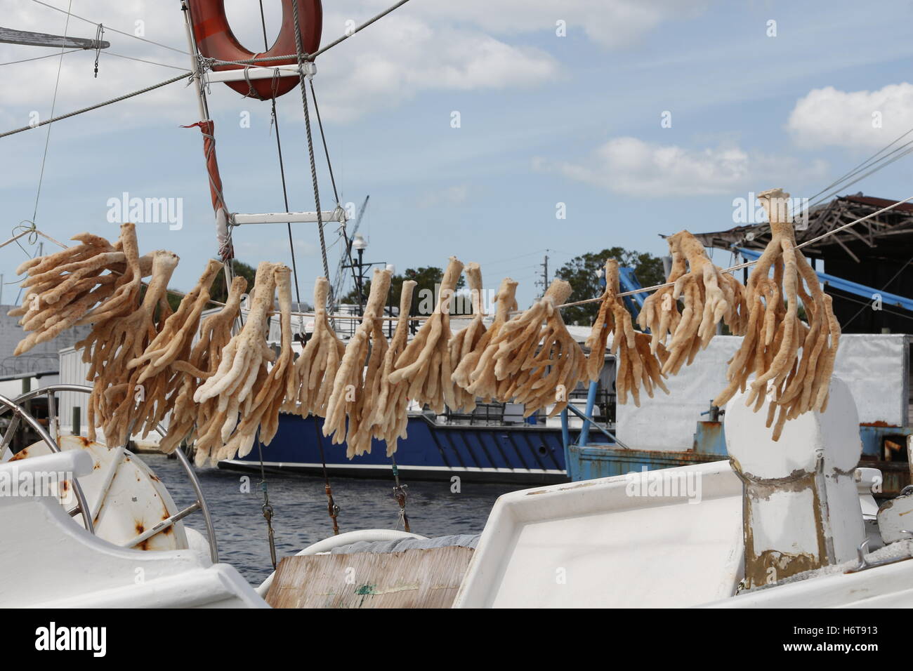 Sponges hanging to dry on the bow of a commercial sponge fishing boat ...