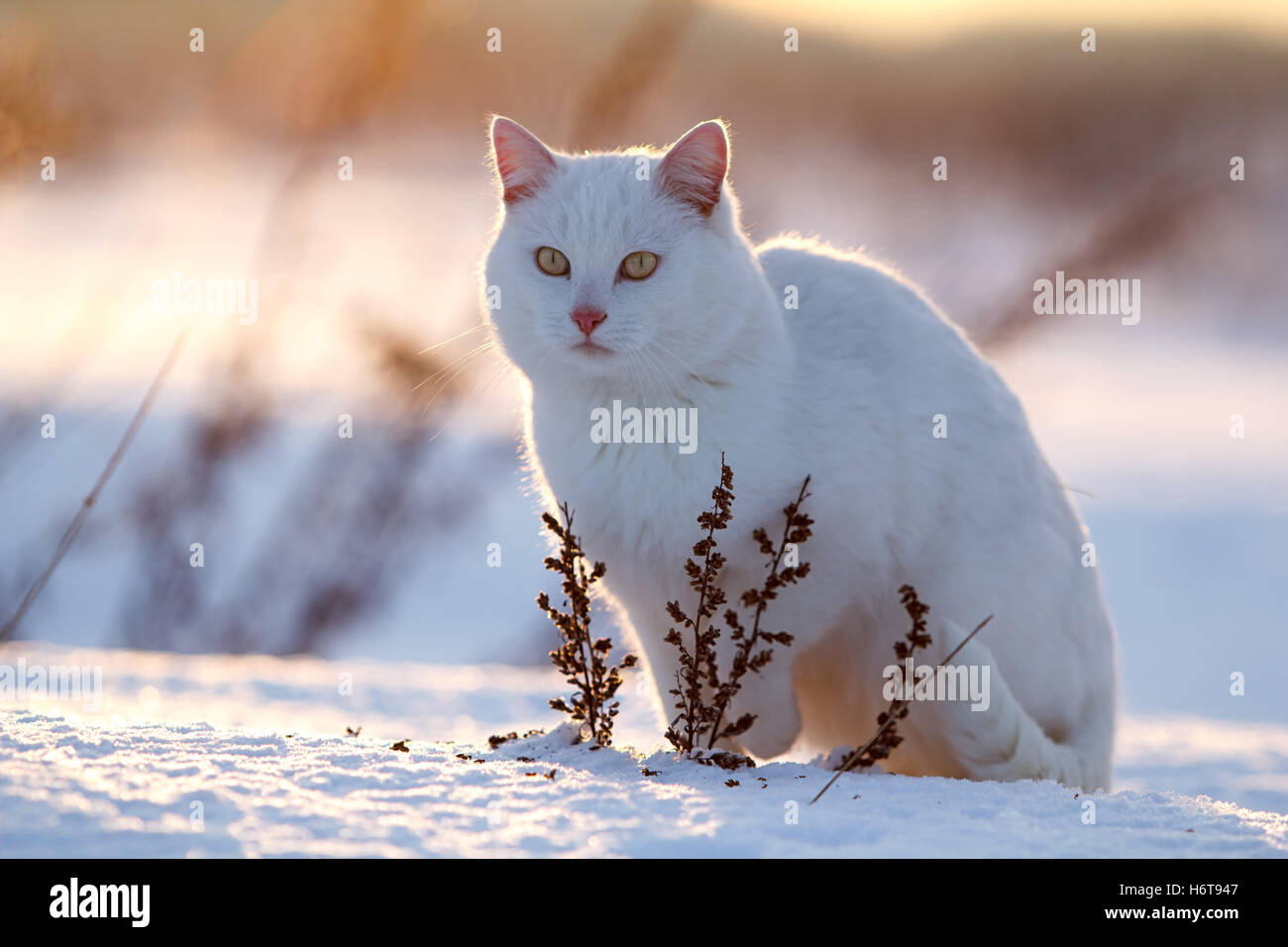 winter, animal, pet, field, snow, coke, cocaine, material, drug ...