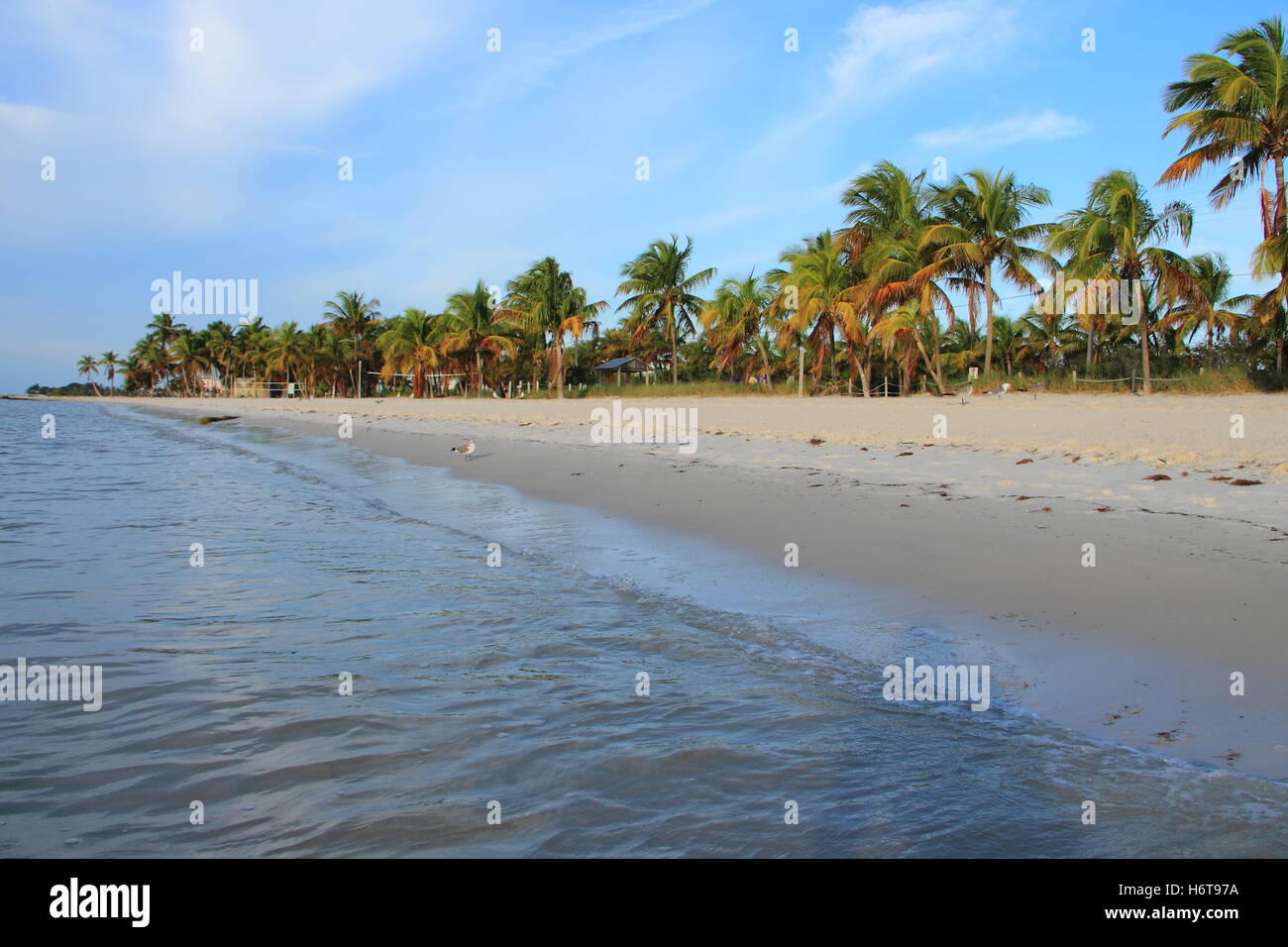 sandy beach in key west Stock Photo - Alamy