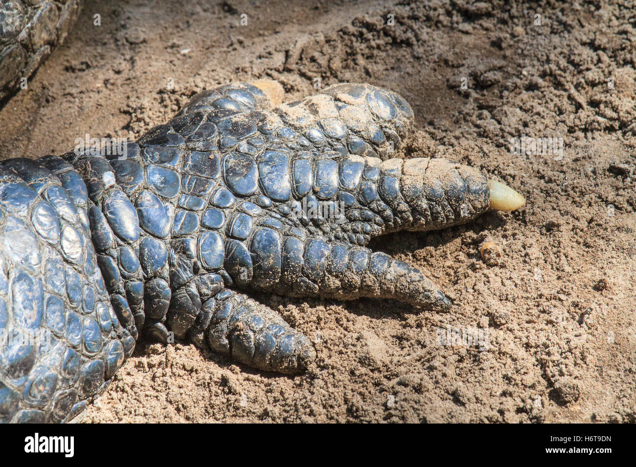 Reptile Feet High Resolution Stock Photography and Images - Alamy