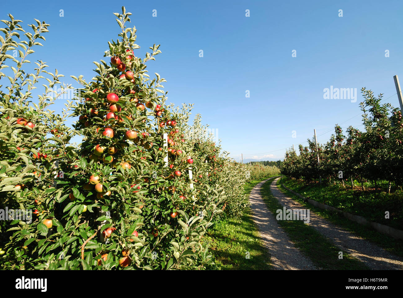 food, aliment, tree, trees, garden, agriculture, farming, field, ripe ...