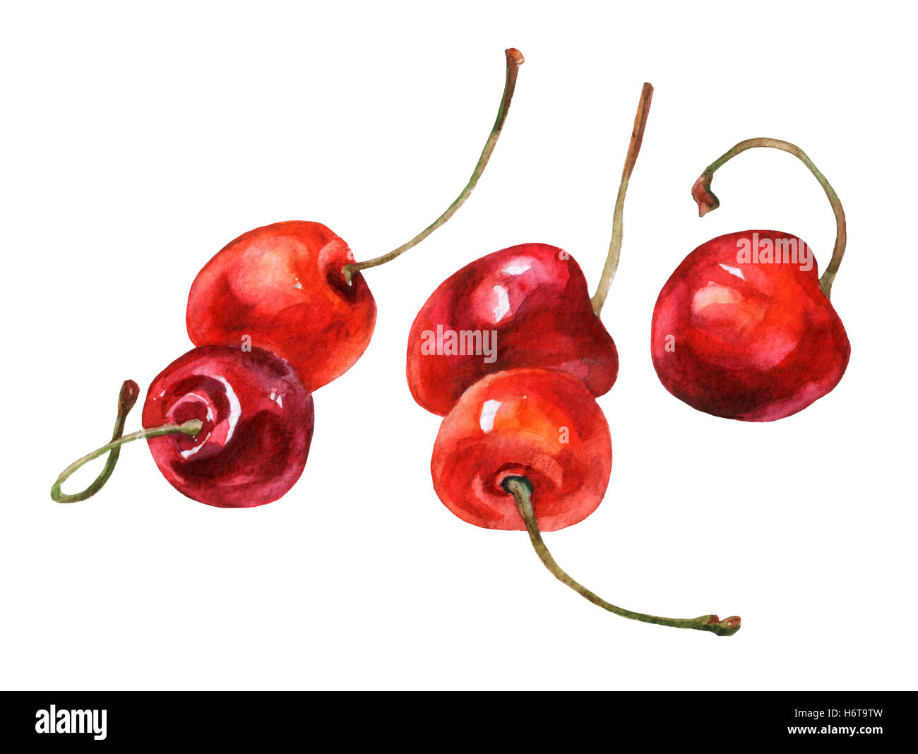 Cherries. Hand drawn watercolor painting on white background Stock ...