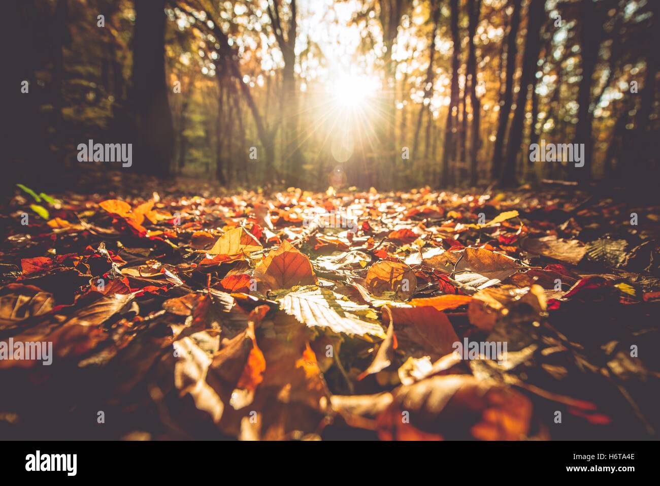 Golden Autumn Foliage and the Scenic Sunset. Sunny Fall Foliage Stock ...