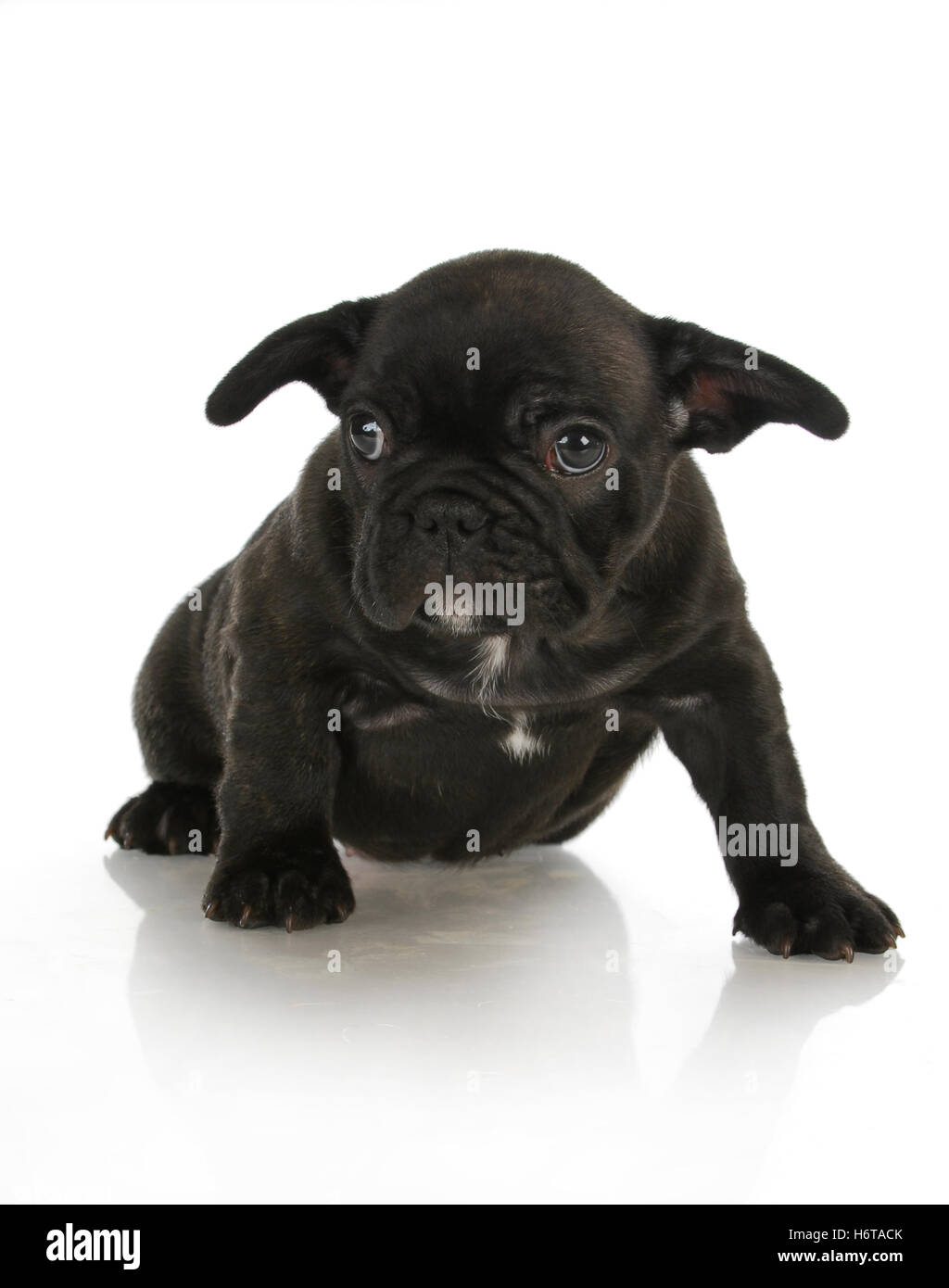 Poorly animals hi-res stock photography and images - Alamy