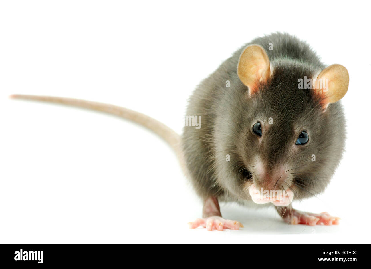 isolated closeup animal mammal pets rodent fur hairy shy nose tail ear ...
