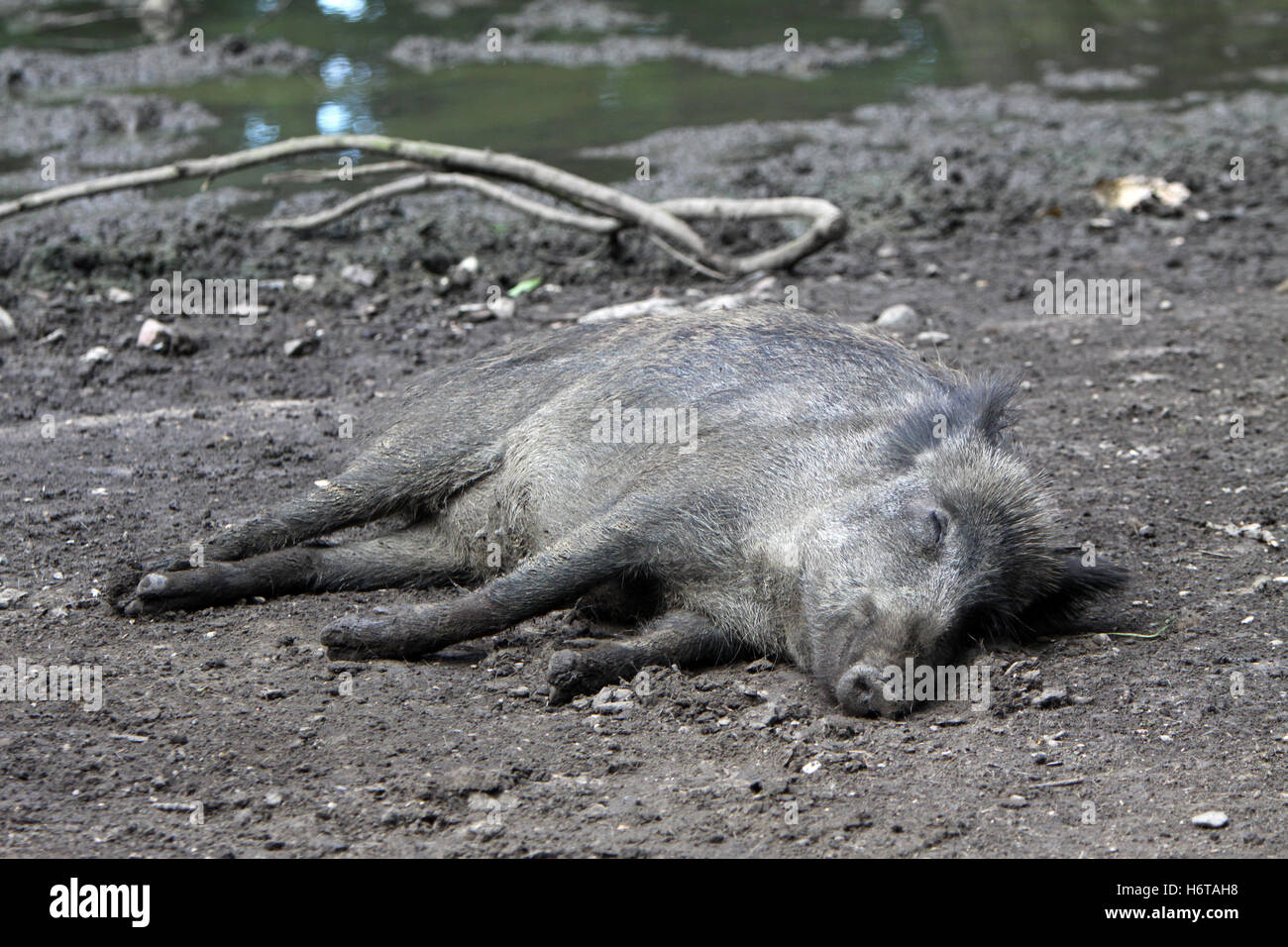 sleeping wild boar Stock Photo - Alamy