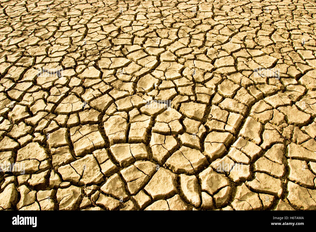 detail, environment, enviroment, closeup, garden, desert, wasteland ...