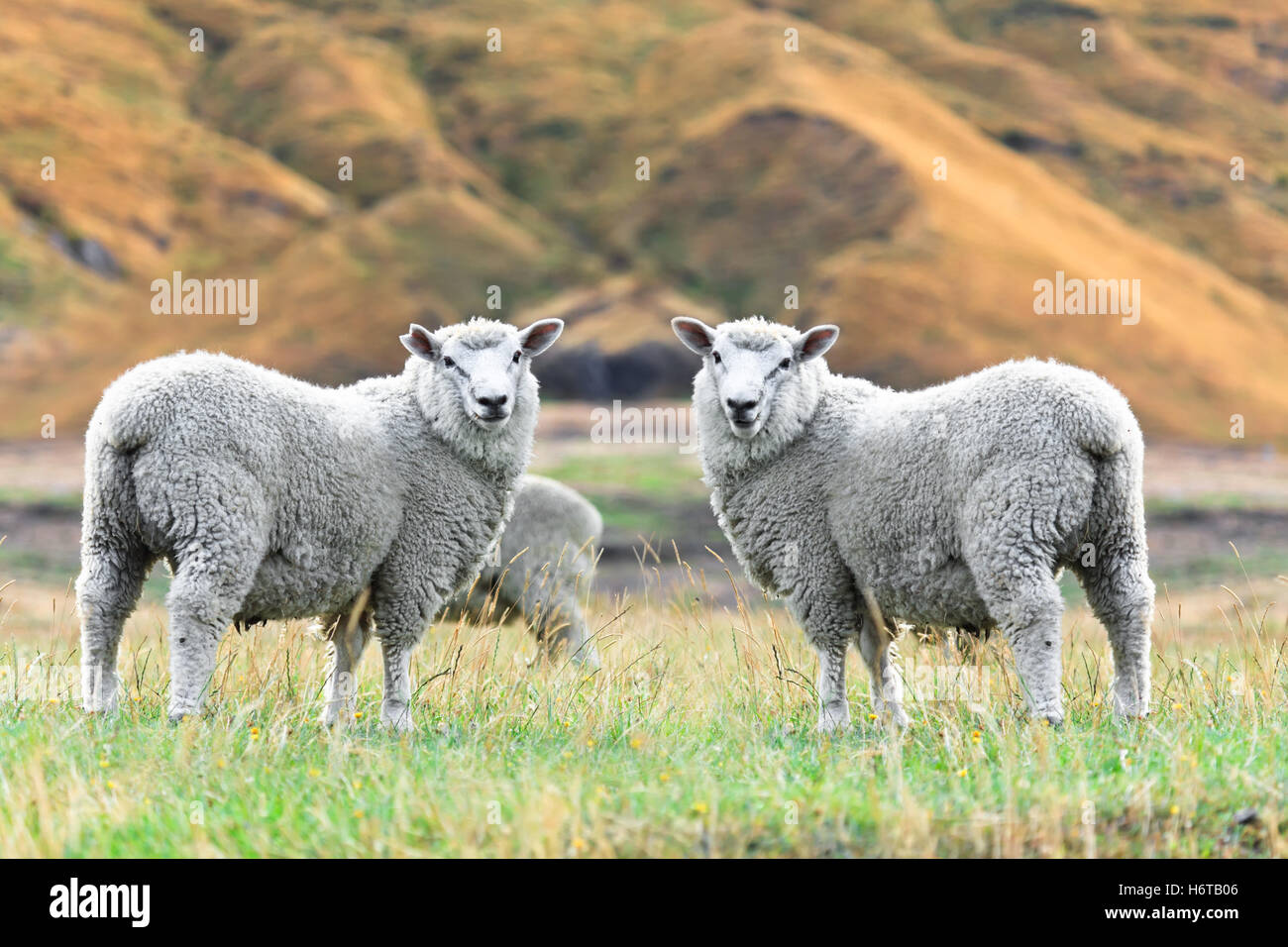 Useful animals for wool hi-res stock photography and images - Alamy
