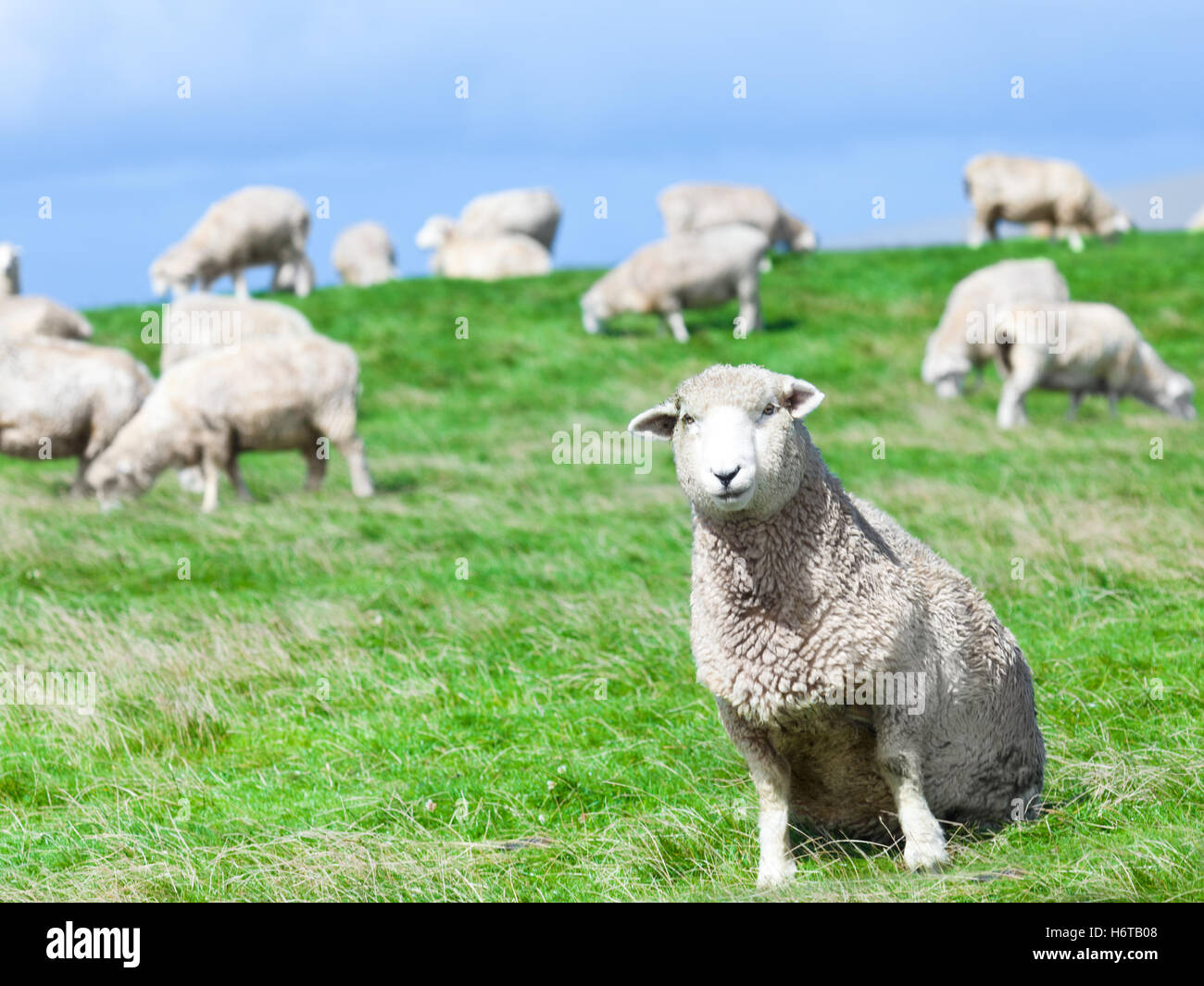useful animals Stock Photo - Alamy