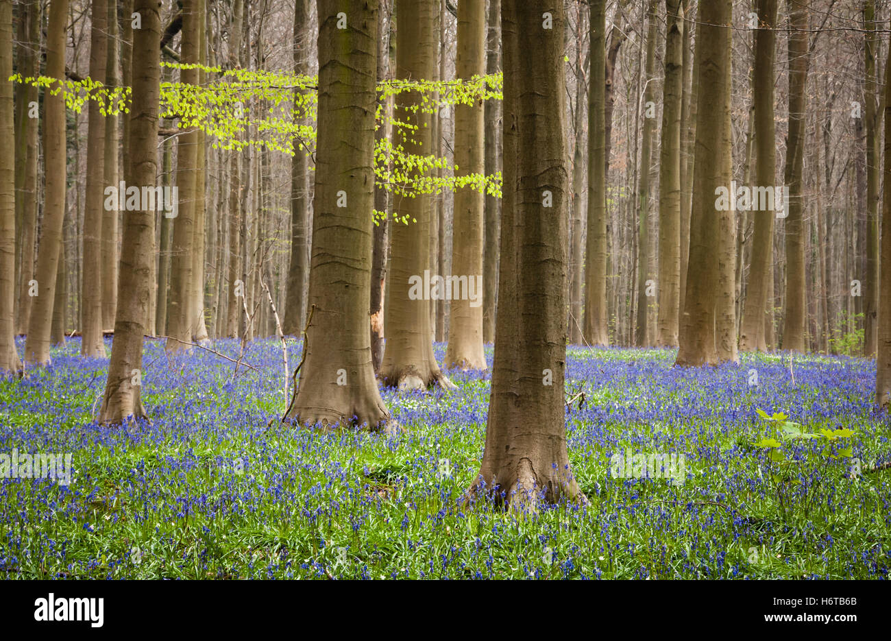 Plant of forests hi-res stock photography and images - Alamy