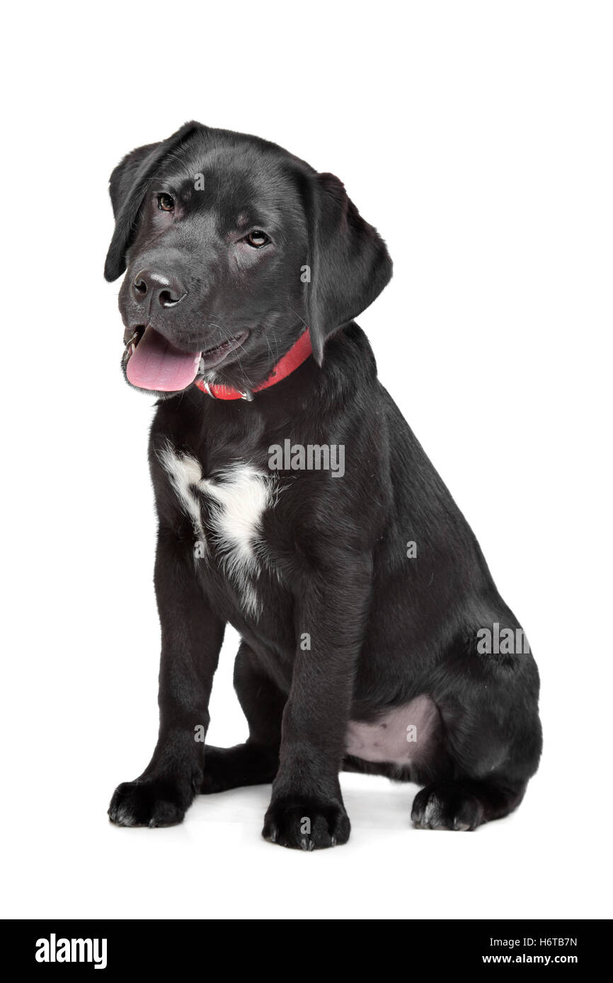 Home lab Cut Out Stock Images & Pictures - Alamy