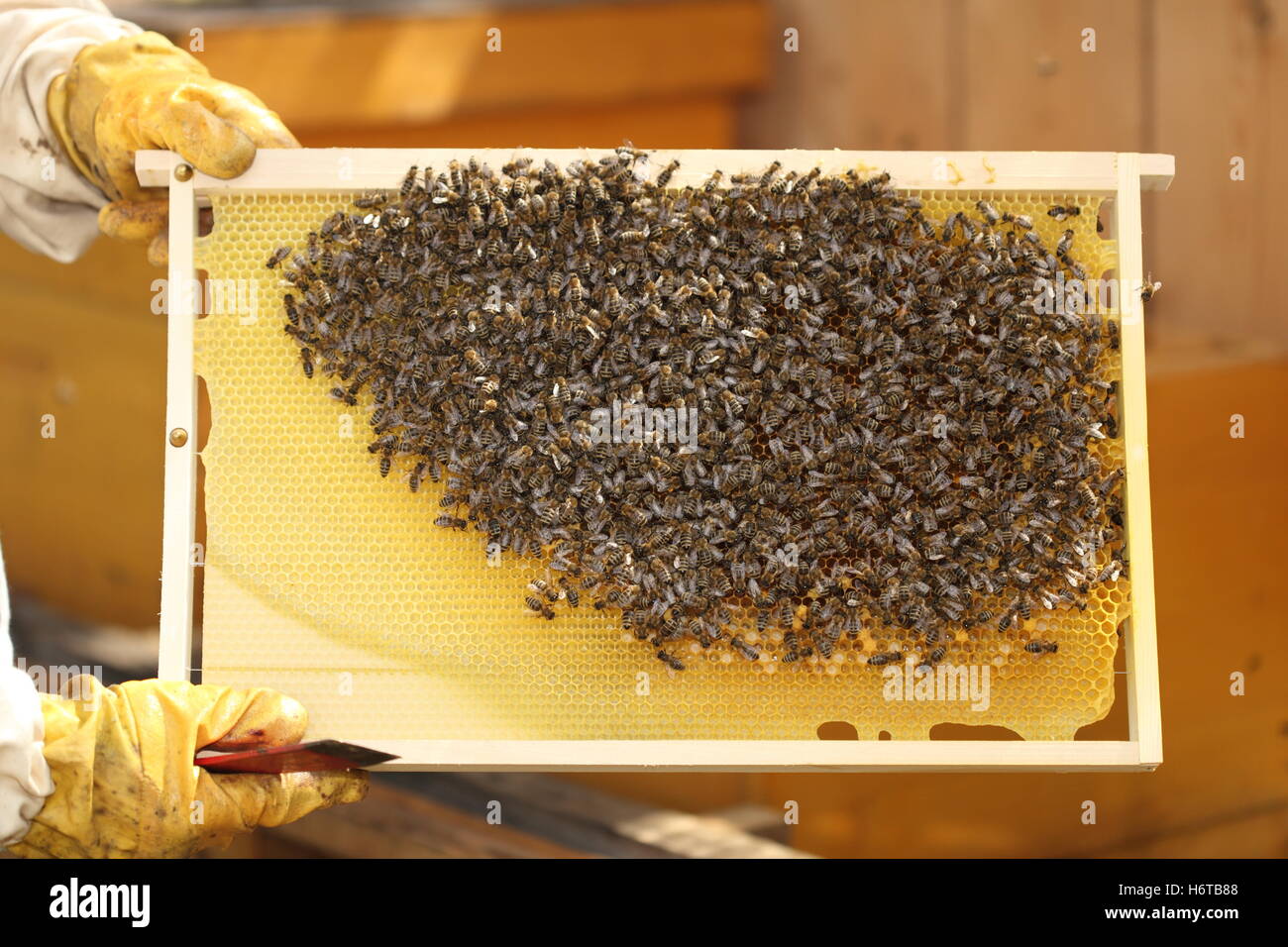 Beehive honey bees hi-res stock photography and images - Alamy