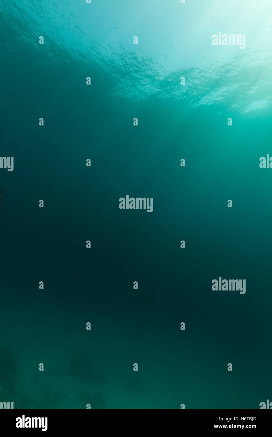 Beautiful fishes hi-res stock photography and images - Alamy