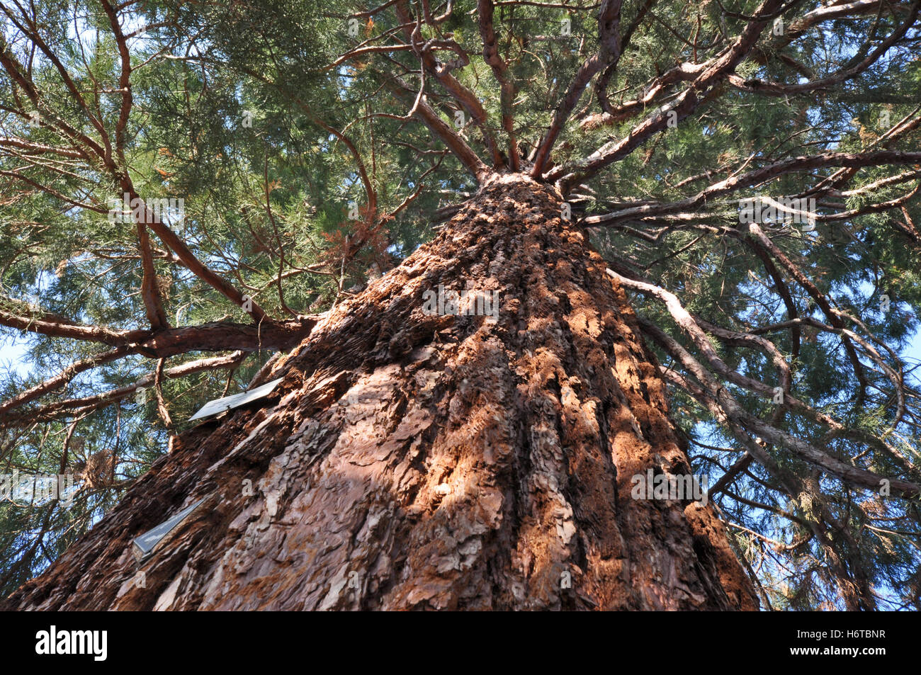 Giant sequoia tree leaf hi-res stock photography and images - Alamy